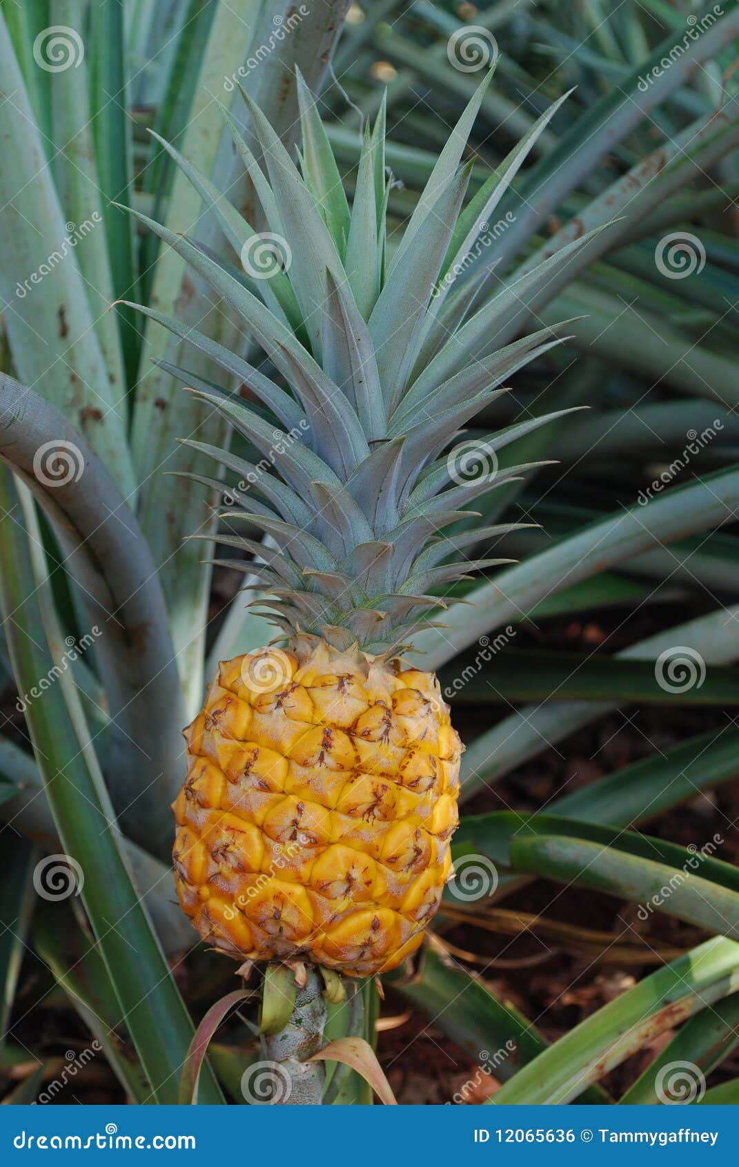 De Installatie Van De Ananas Het Groeien in Hawaï Stock Foto - Image of ...