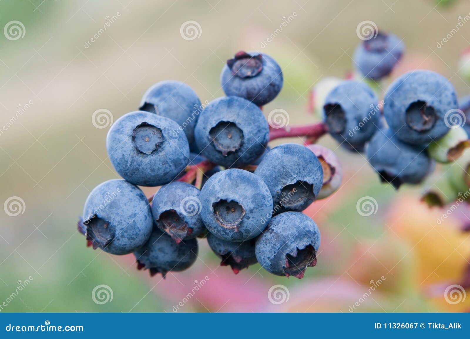 De Installatie Van De Bosbes. Vaccinium Corymbossum Stock Afbeelding ...