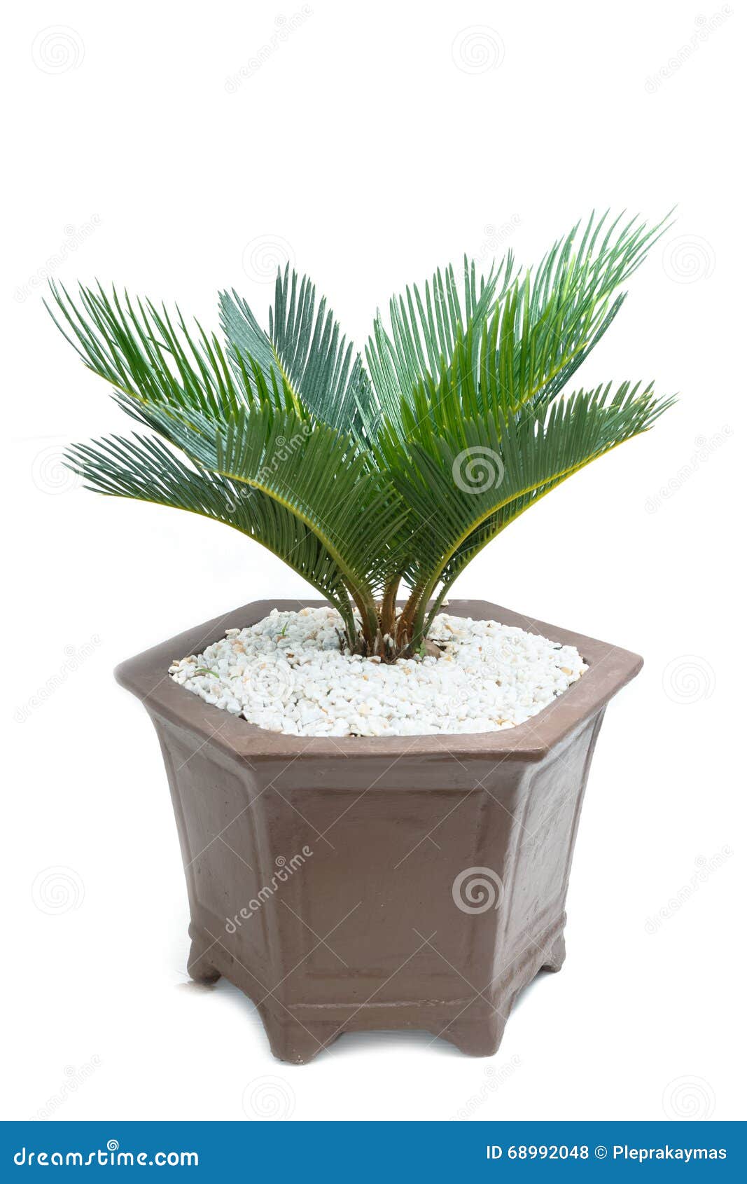 De Installatie Van De Cycad Plam Boom Stock Foto - Image of verfraaid ...