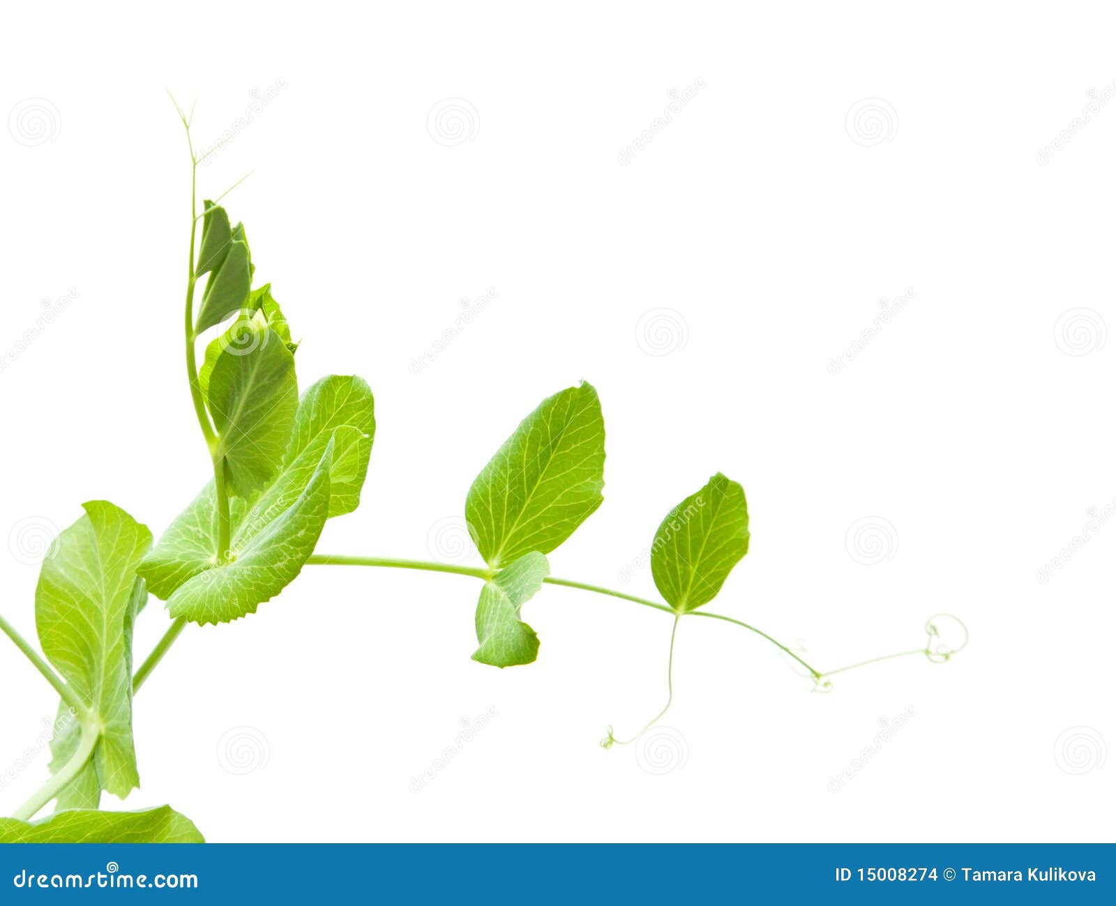 De installatie van de erwt stock foto. Image of mooi - 15008274