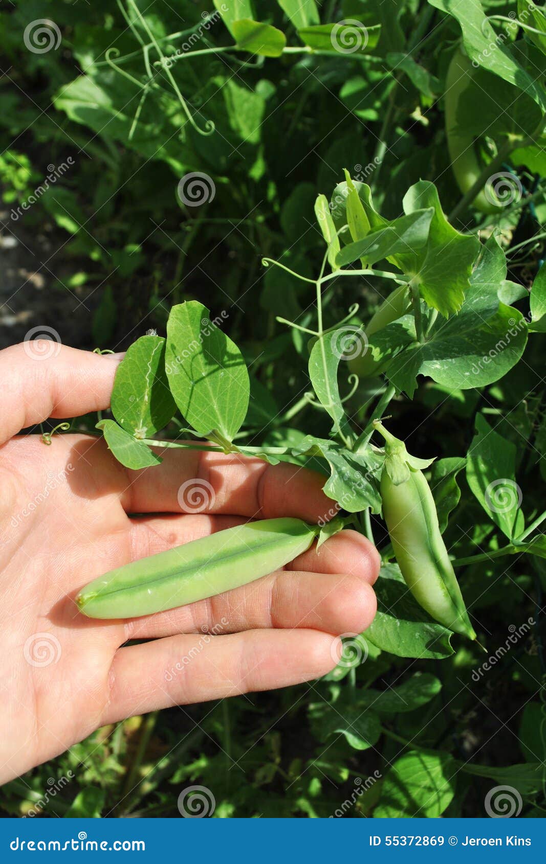 De Installatie van de erwt stock afbeelding. Image of plantaardig ...