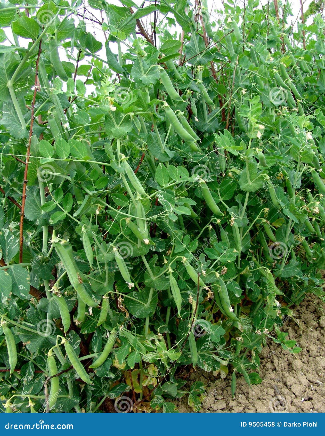 De installatie van de erwt stock foto. Image of plantaardig - 9505458