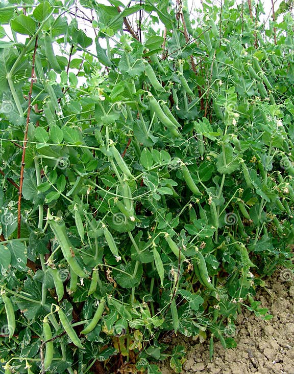 De installatie van de erwt stock foto. Image of plantaardig - 9505458