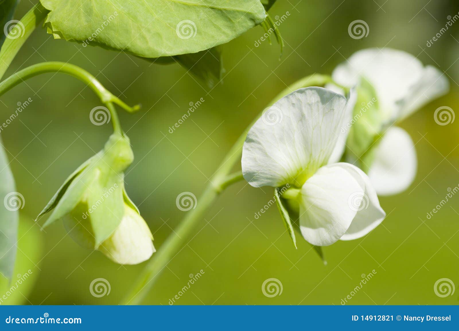 De Installatie Van De Erwt Het Bloeien Stock Afbeelding - Image of ...