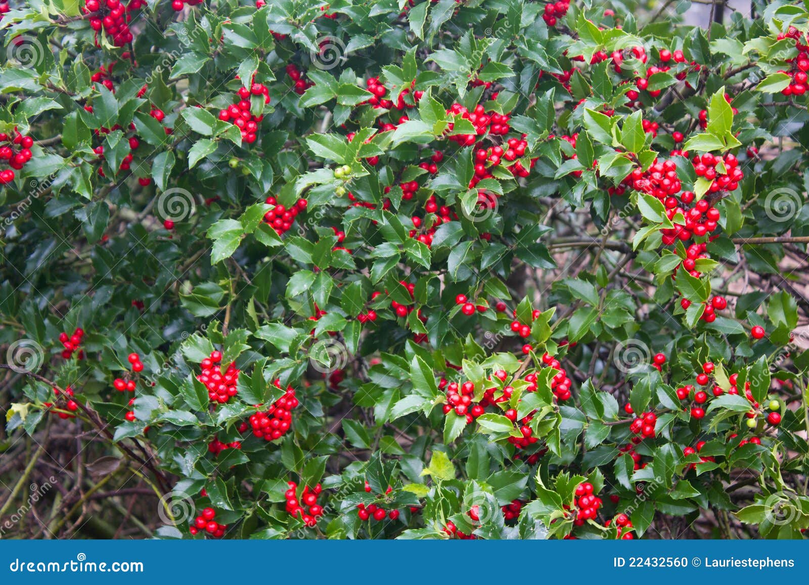 De Installatie Van De Hulst Met Rode Bessen Stock Foto - Image of rood ...