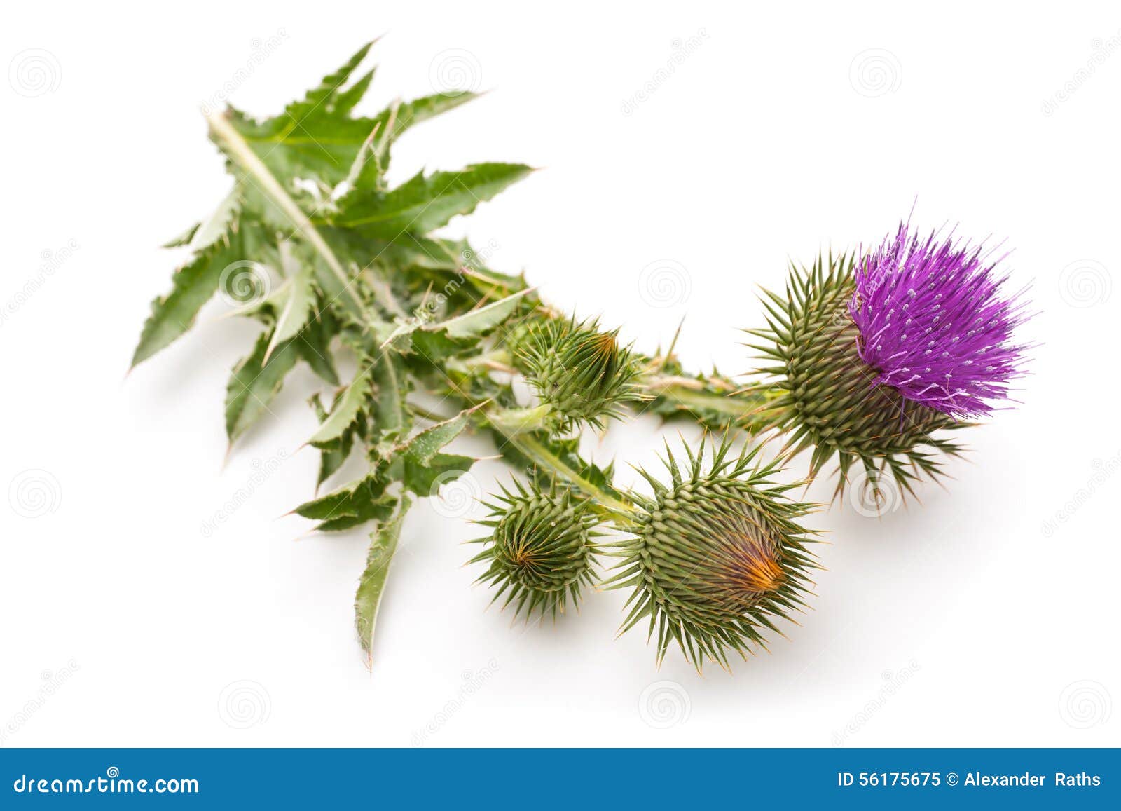 De Installatie Van De Melkdistel Stock Afbeelding - Image of macro ...