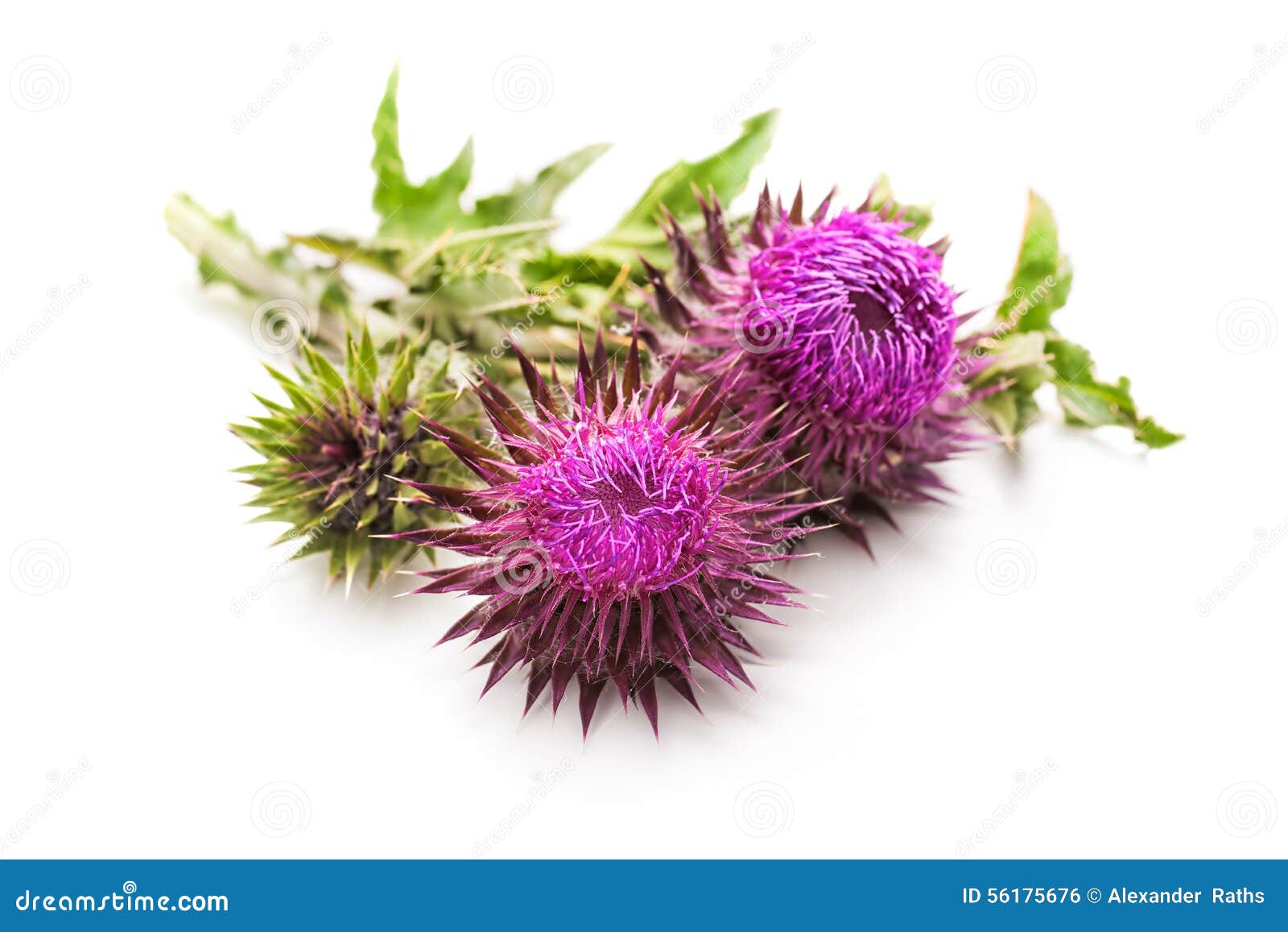 De Installatie Van De Melkdistel Stock Foto - Image of melk, botanisch ...