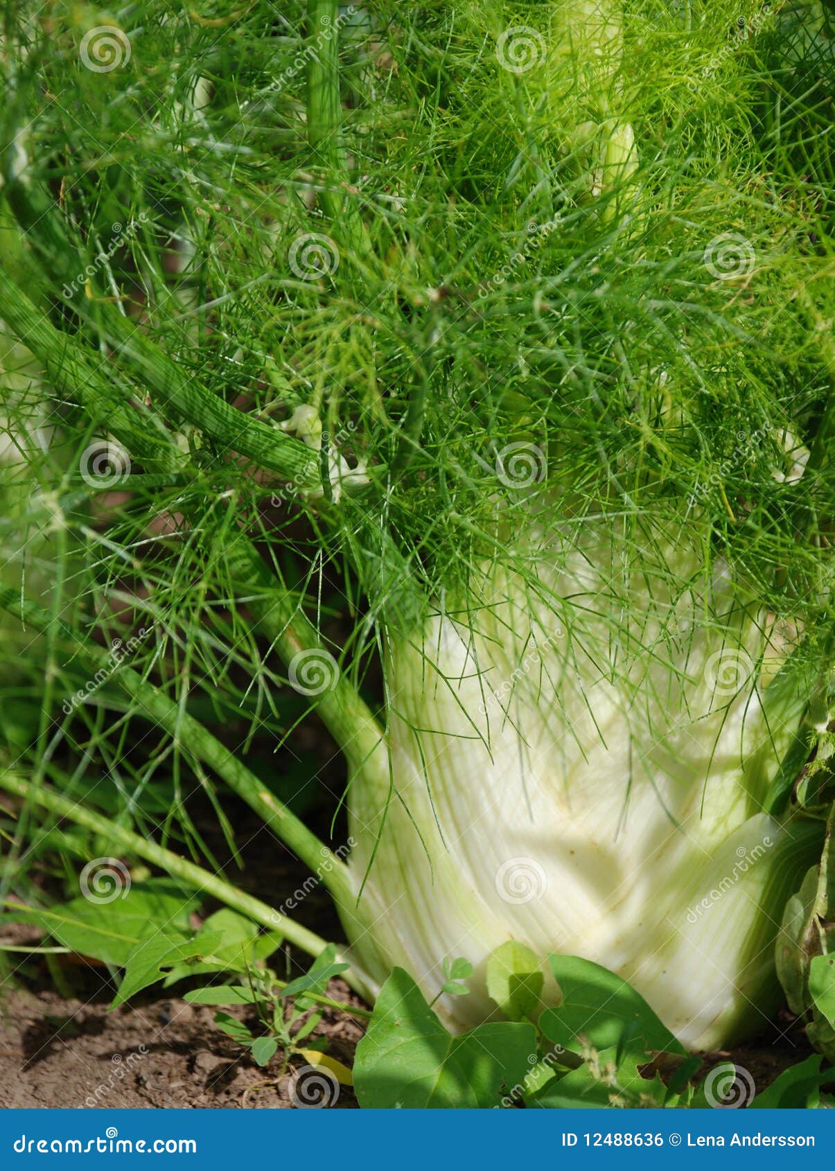 De Installatie Van De Venkel Stock Foto - Image of groei, plantaardig ...