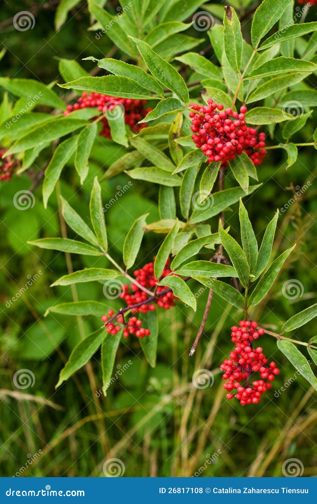 De Installatie Van De Vlierbes Stock Foto - Image of bladeren, vlierbes ...