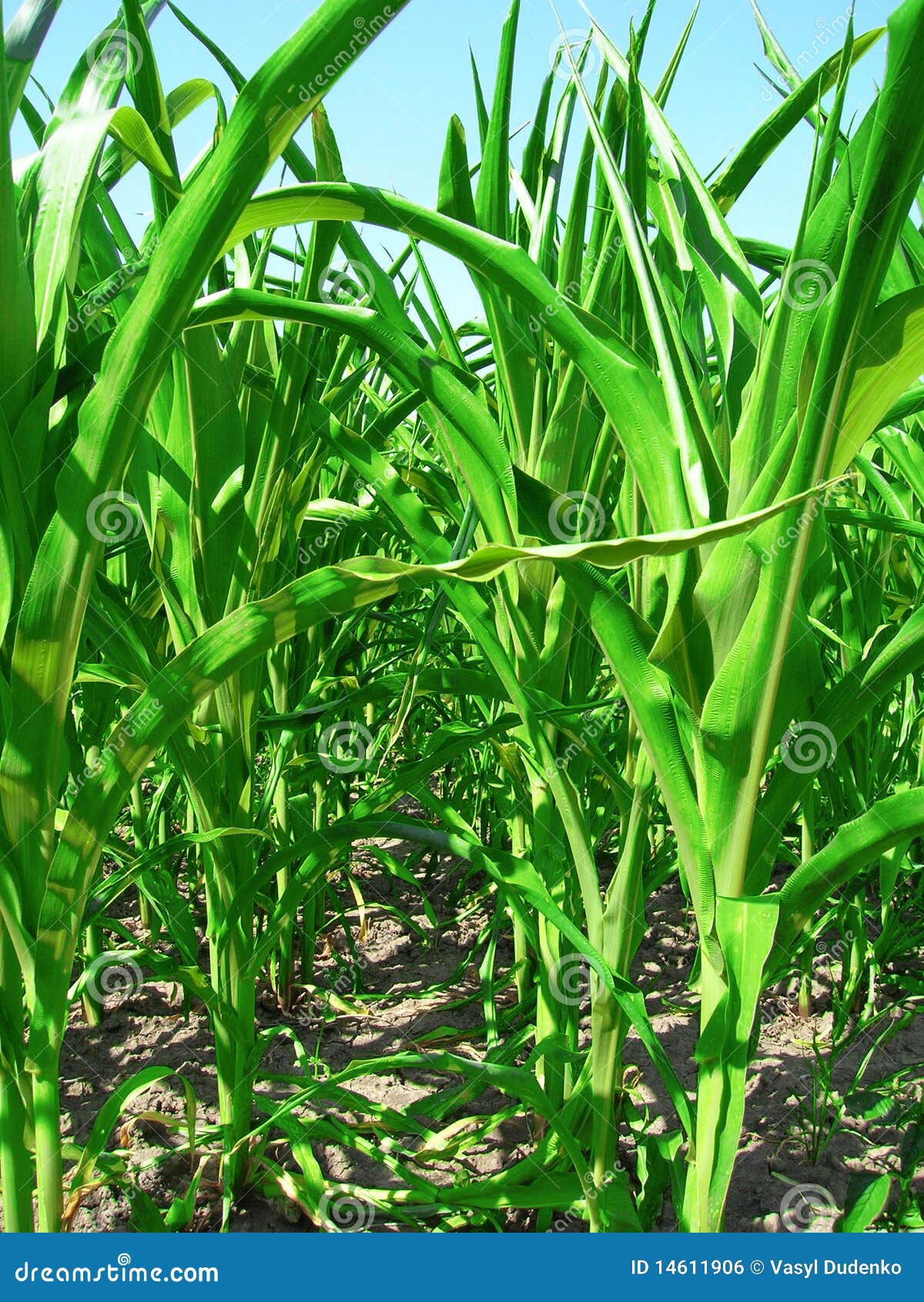 De Installatie Van Het Graan Stock Foto - Image of maaltijd, weide ...