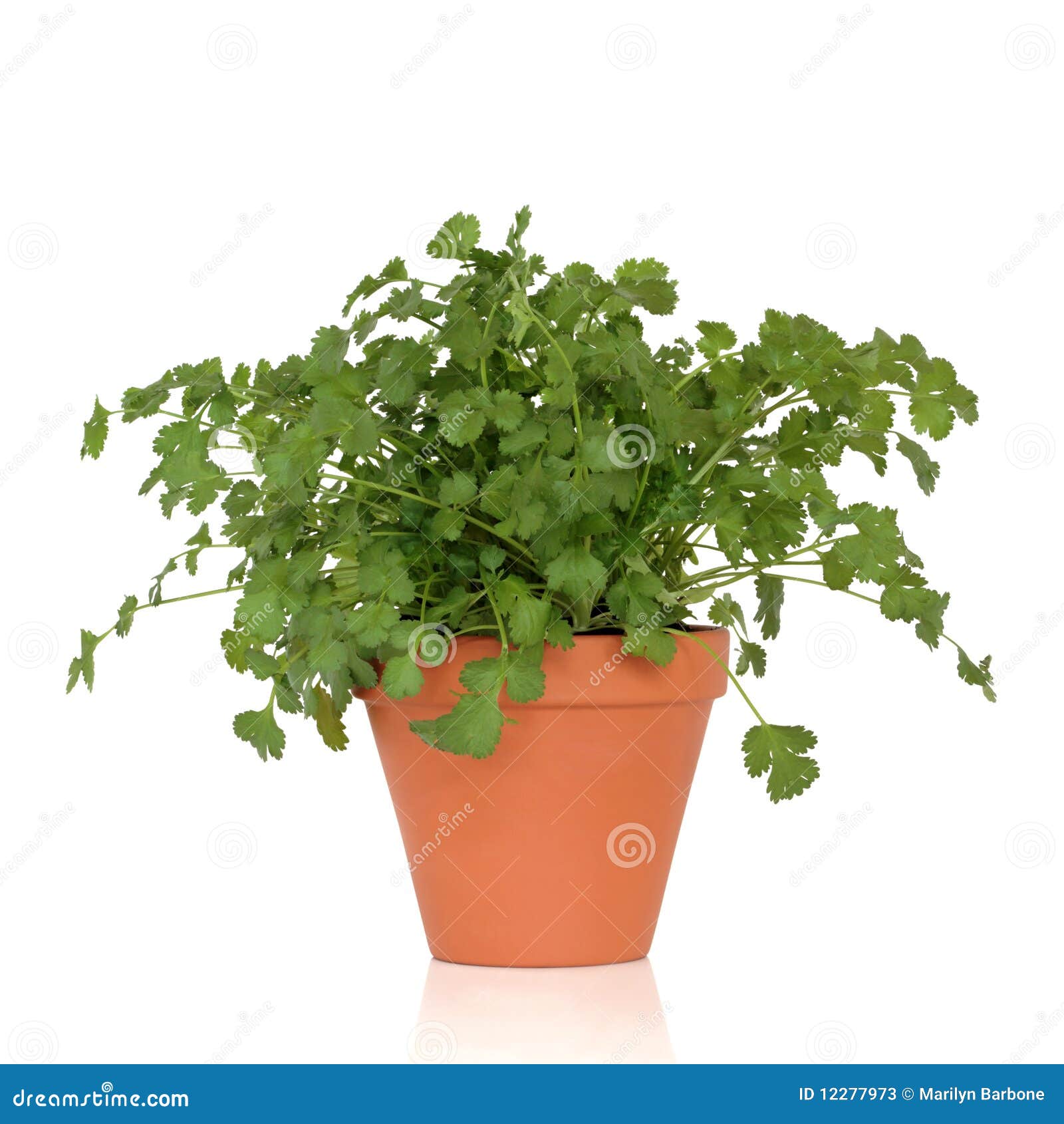 De Installatie Van Het Kruid Van De Koriander Stock Afbeelding - Image ...