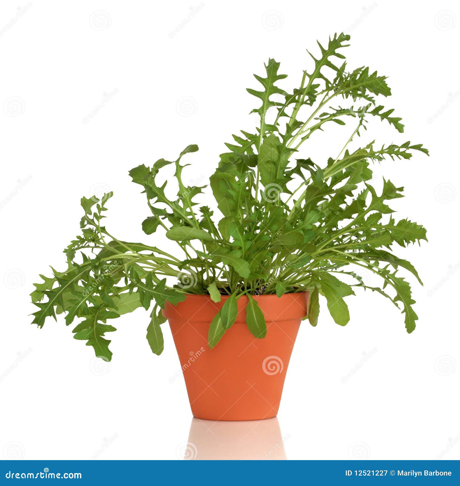 De Installatie Van Het Kruid Van De Raket Stock Afbeelding - Image of ...