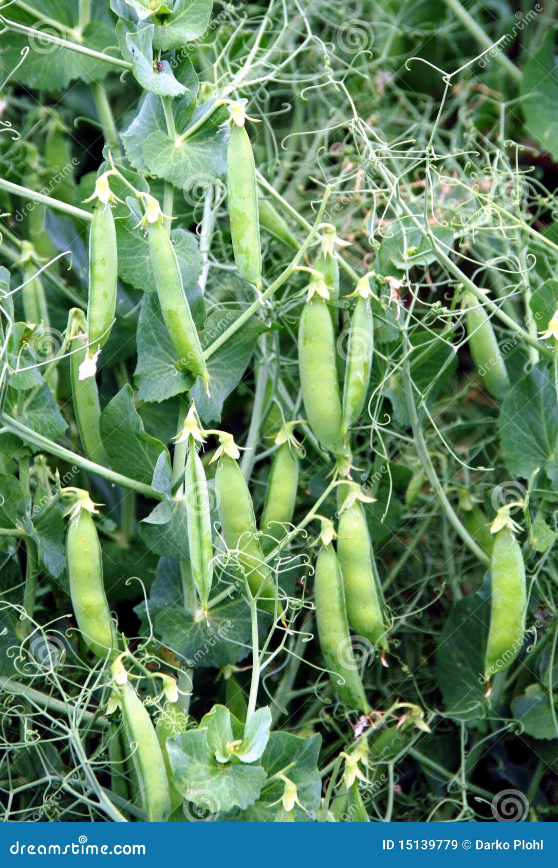 De Installatiepeulvrucht Van De Erwt Stock Afbeelding - Image of ...