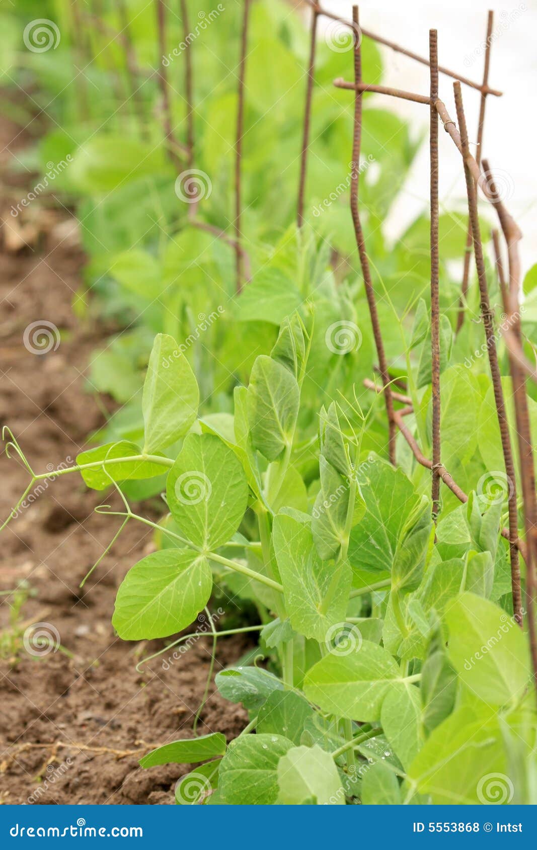 De Installaties Die Van De Erwt in Een Tuin Groeien Stock Foto - Image ...