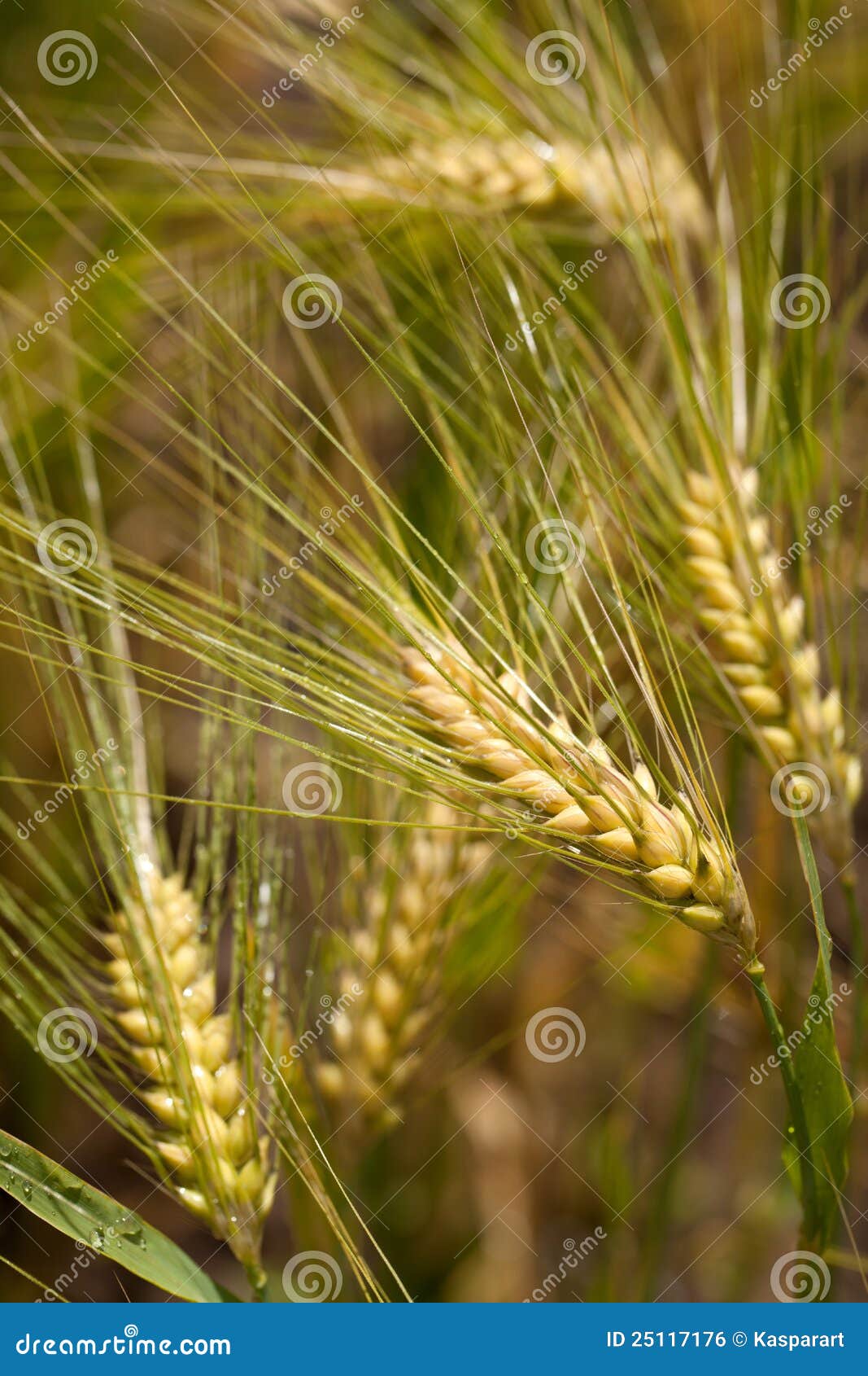 De Installaties Van De Gerst (Hordeum Vulgare) Stock Foto - Image of ...