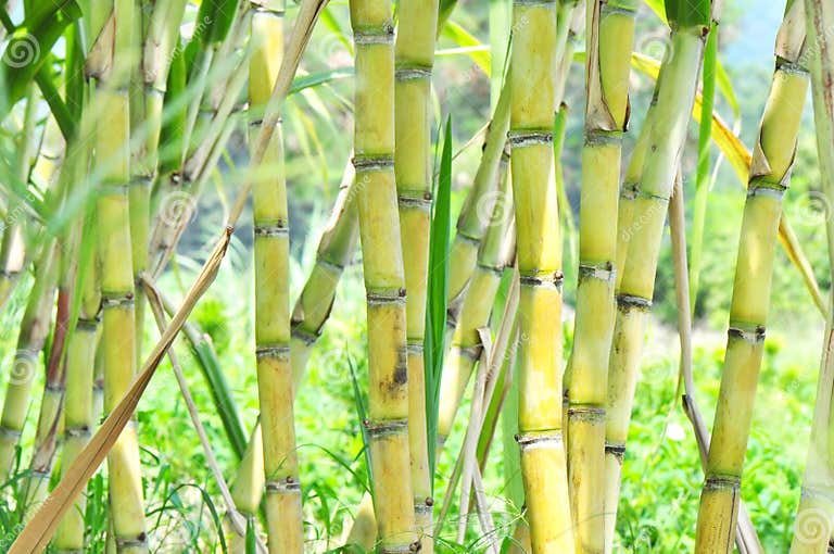De Installaties Van Het Suikerriet Stock Foto - Image of landbouwgrond ...