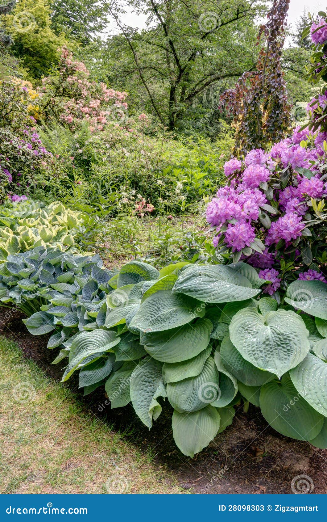 De Installaties Van Hosta En Van De Rododendron in De Tuin Stock ...