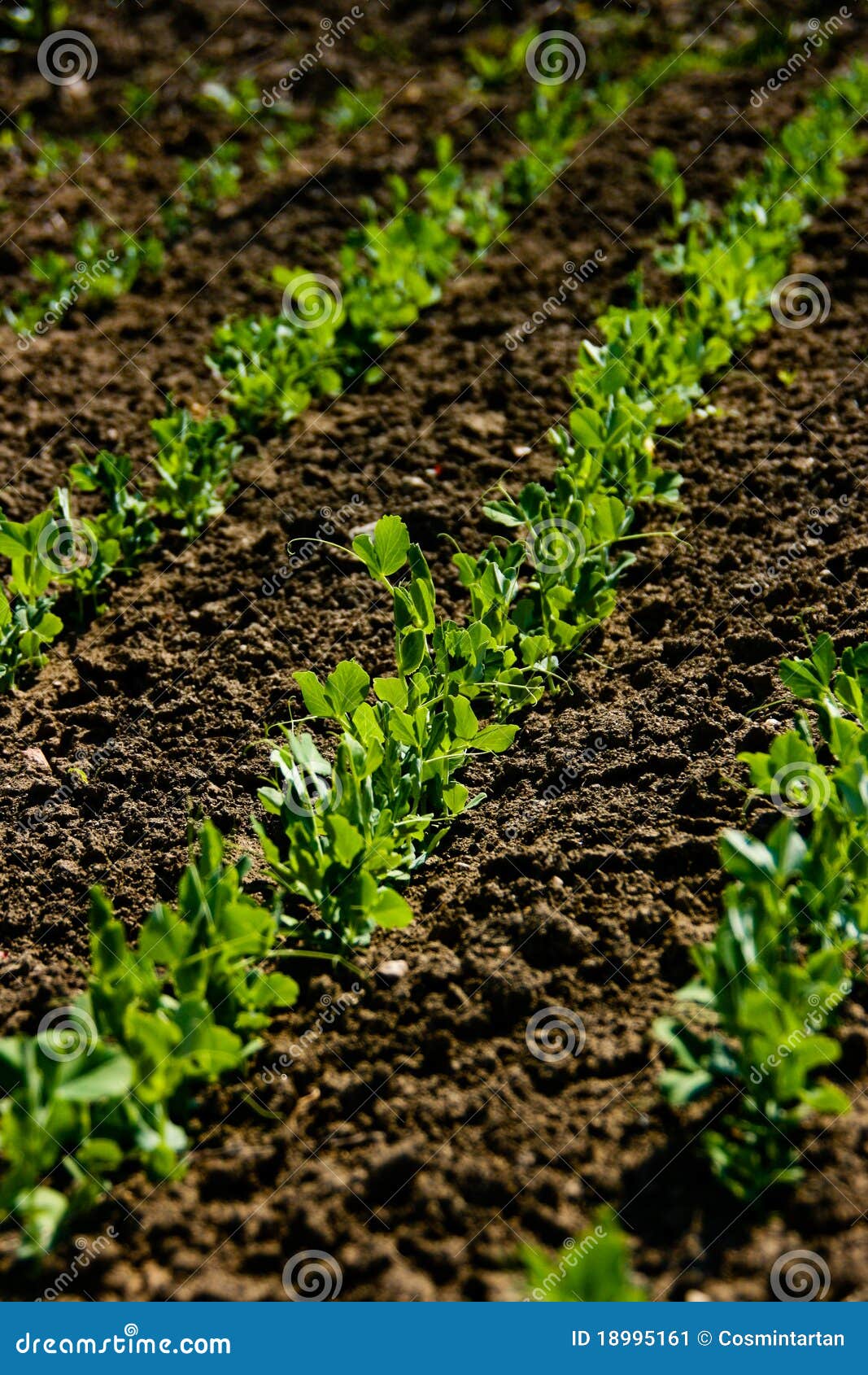 De Installatiezaailing Van De Erwt Stock Afbeelding - Image of ...