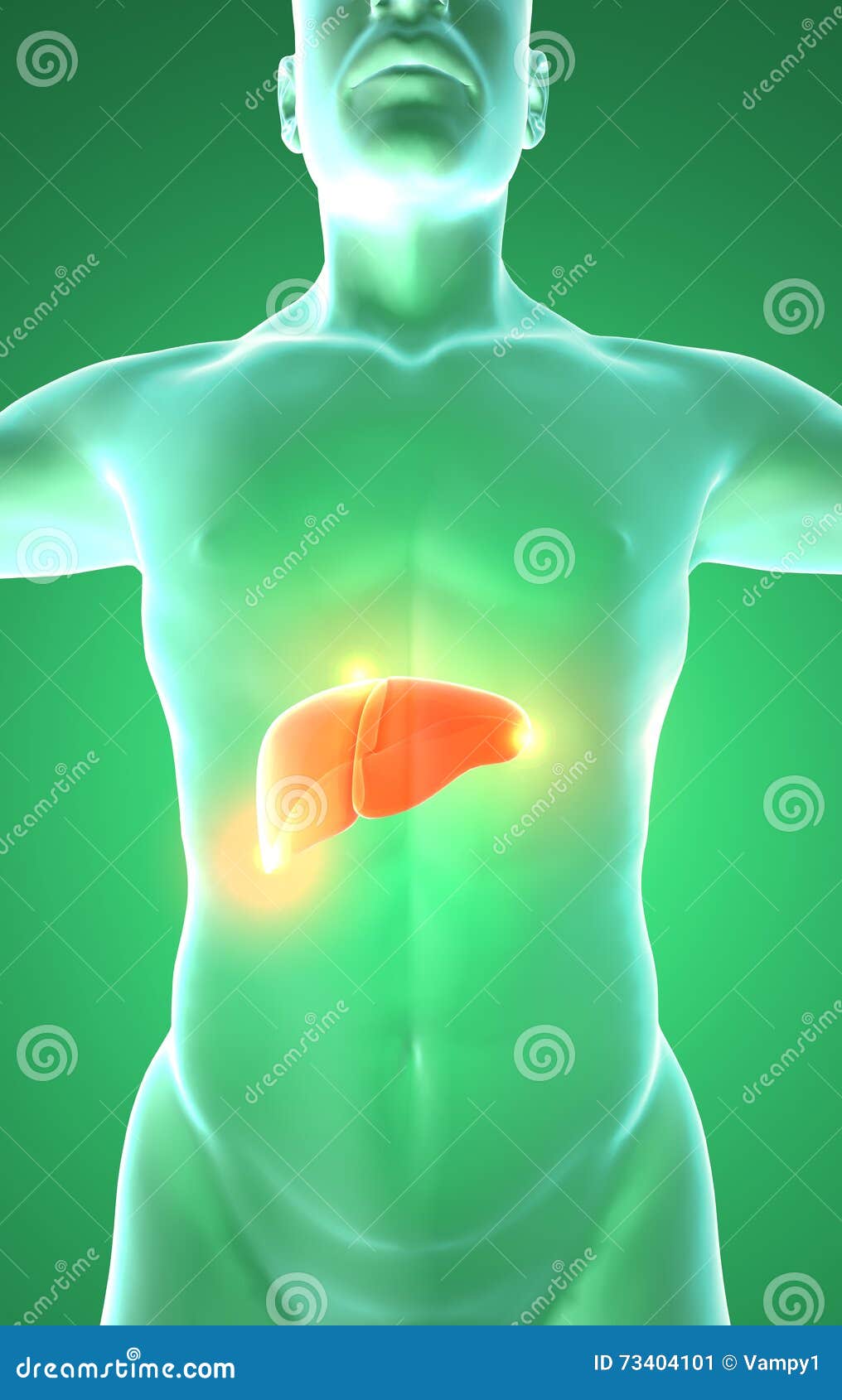 De Interne Organen Van Mensen, De Lever Stock Afbeelding - Image of ...