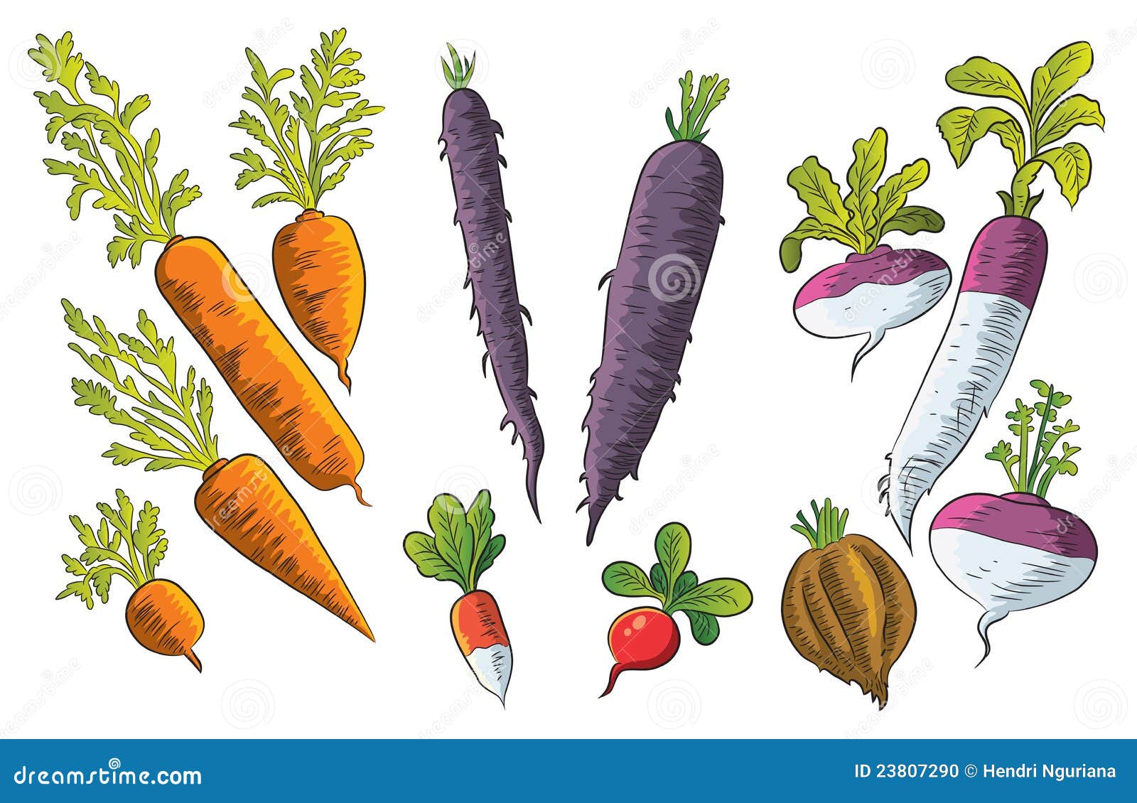 De Inzameling van de knol vector illustratie. Illustration of vers ...