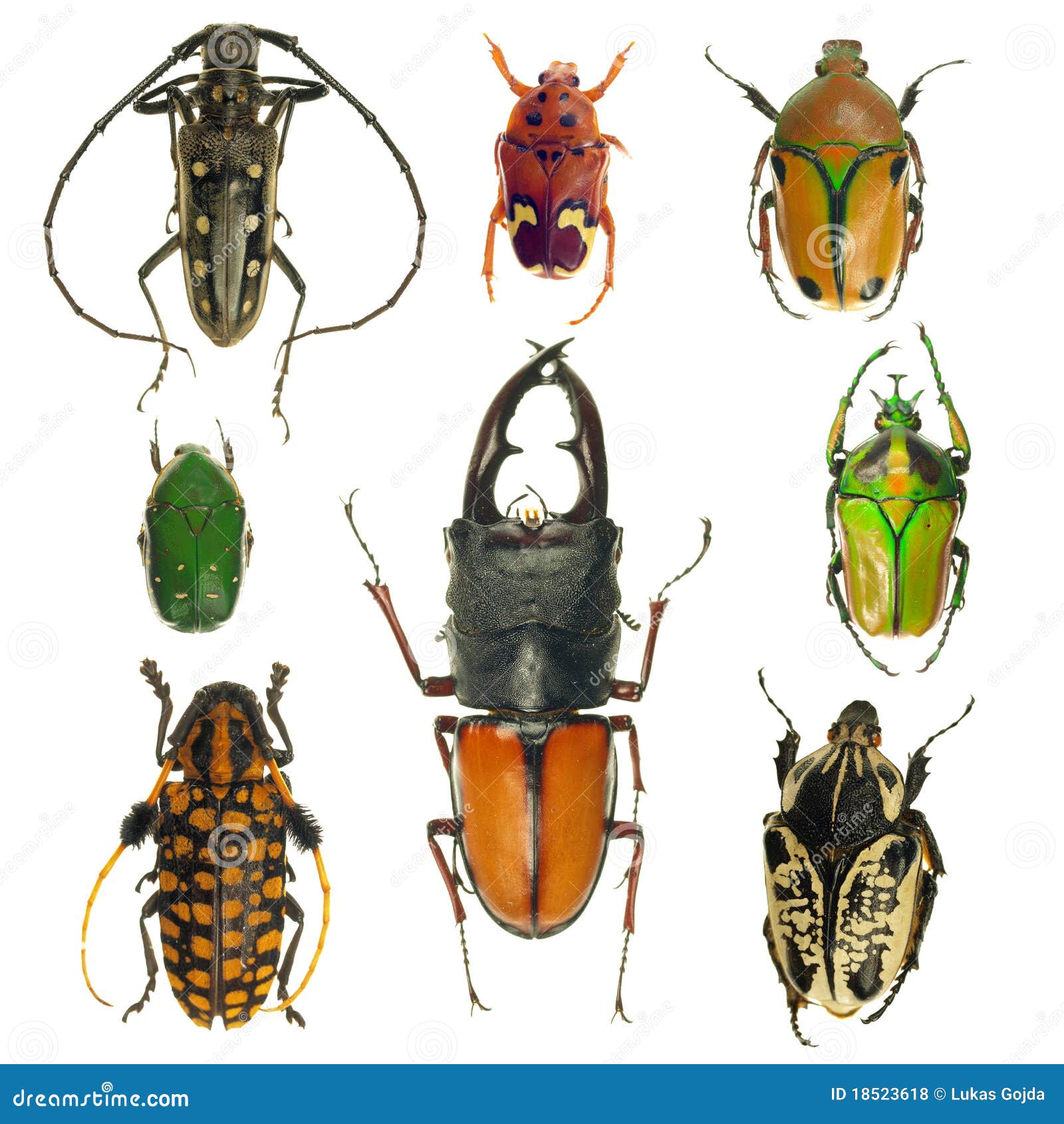 De inzameling van kevers stock foto. Image of achtergrond - 18523618