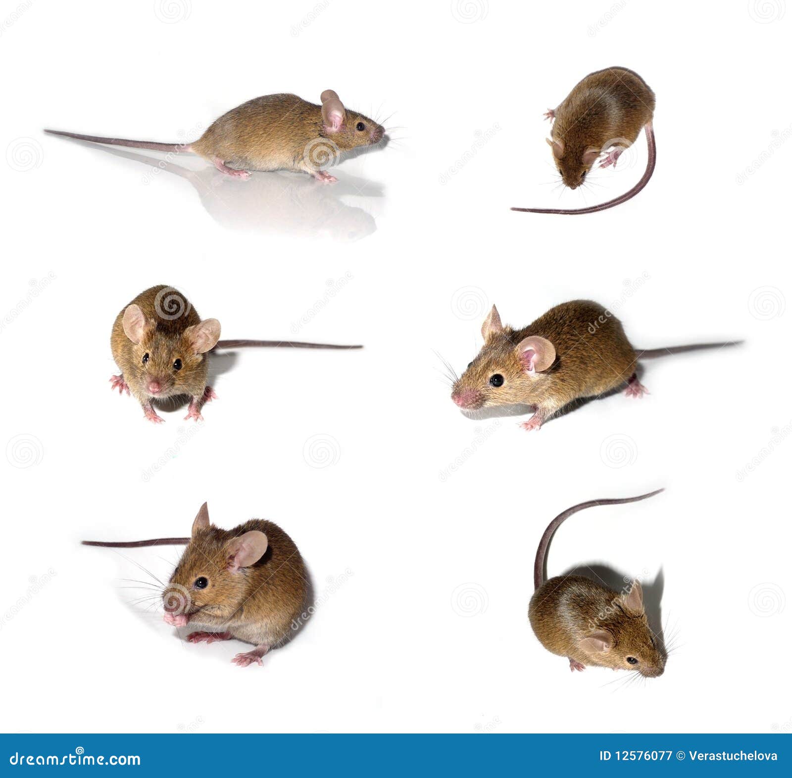 De inzameling van muizen stock afbeelding. Image of muizen - 12576077