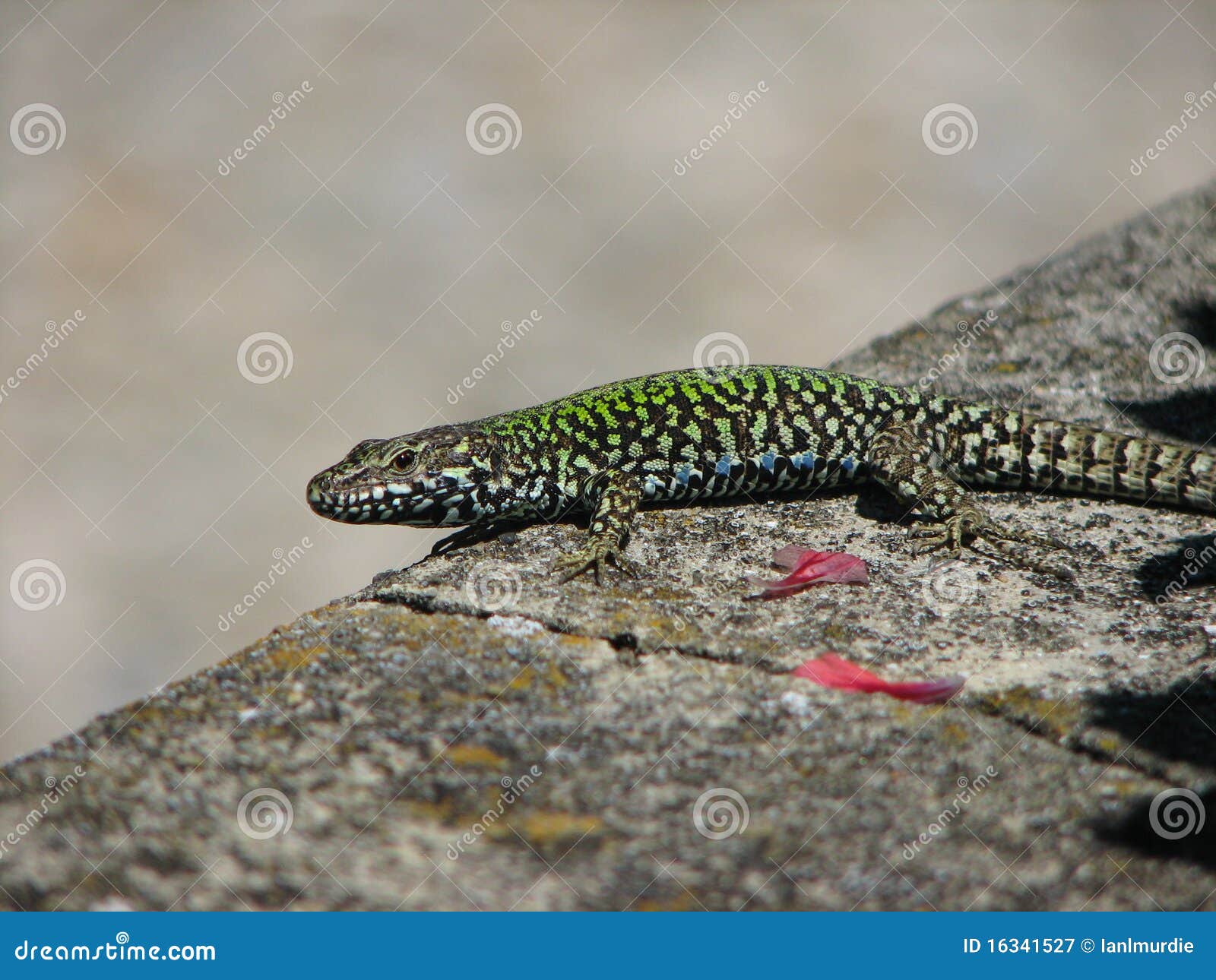 De Italiaanse Hagedis Van De Muur Stock Afbeelding - Image of grijs ...