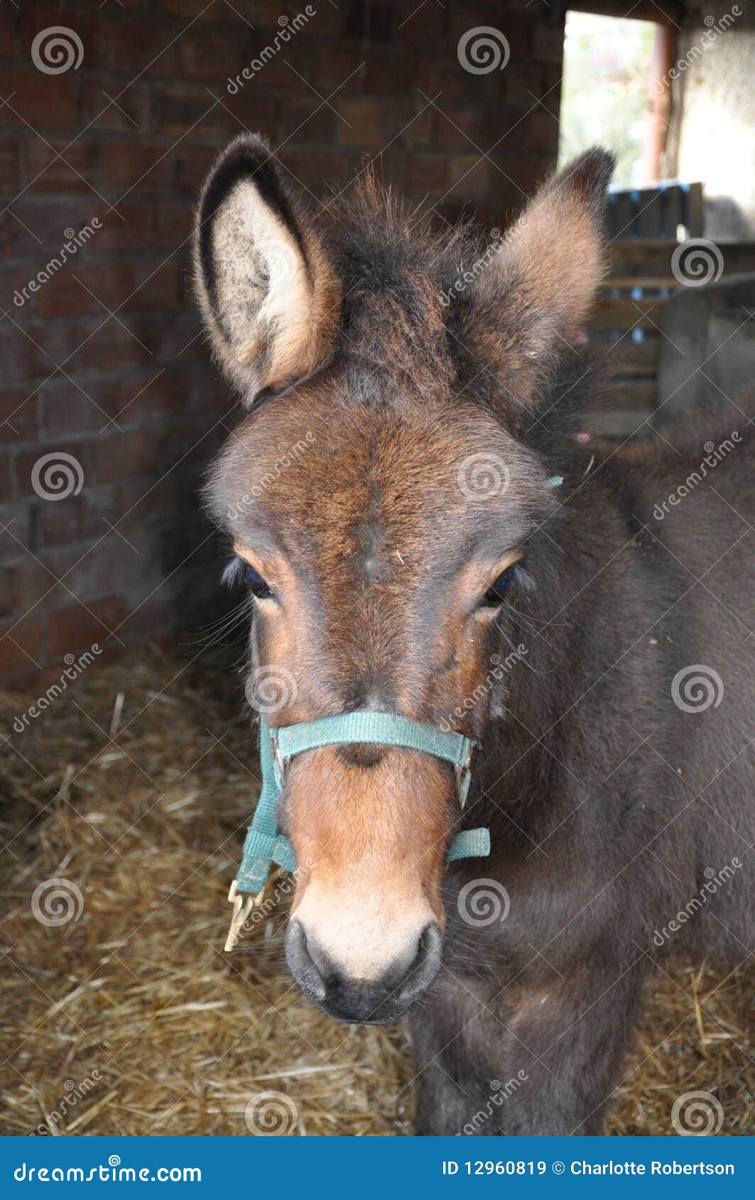 De Jaarling Van De Muilezel in Schuur Stock Afbeelding - Image of ...
