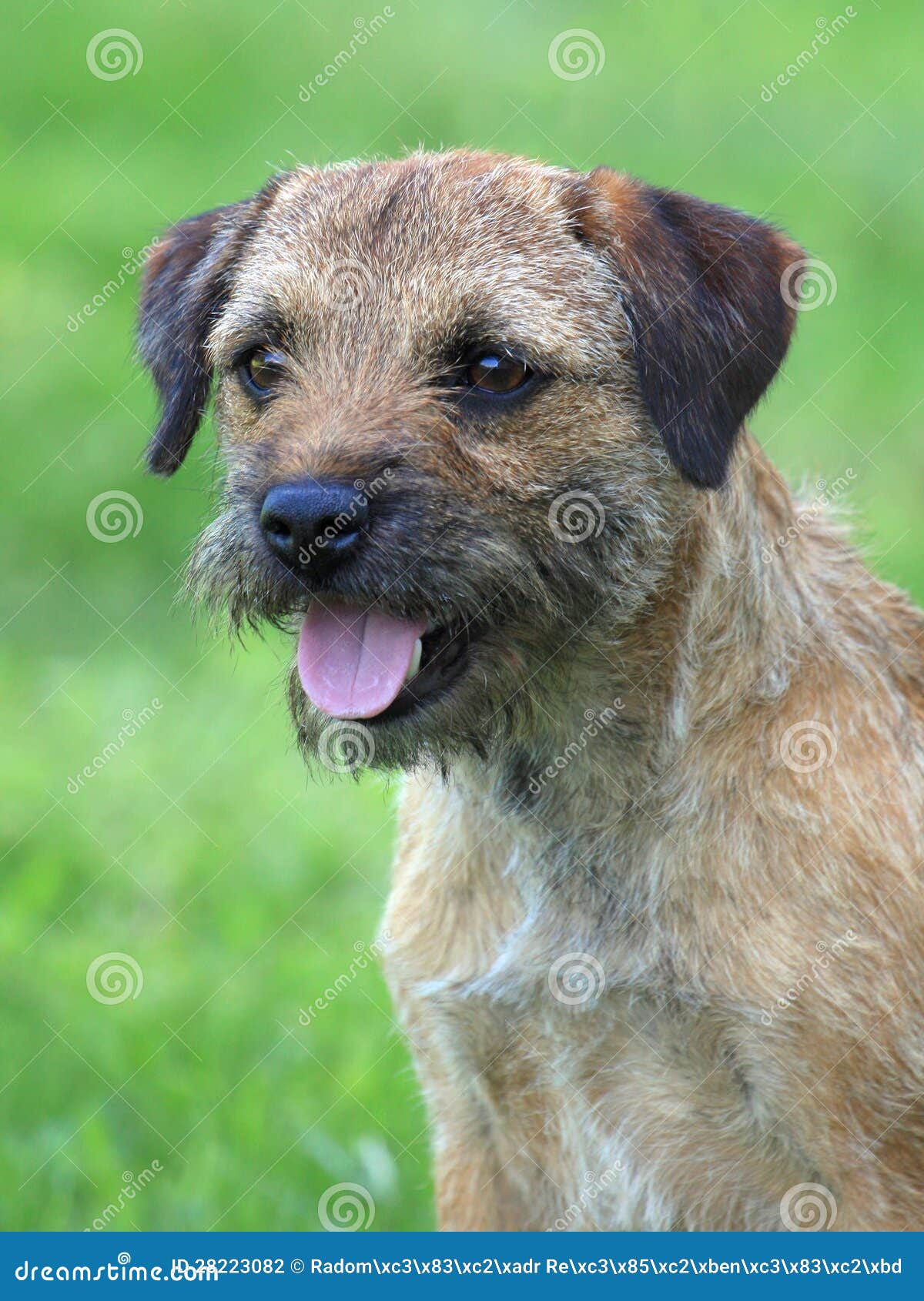 De jagershond stock foto. Image of leuk, intelligent - 28223082