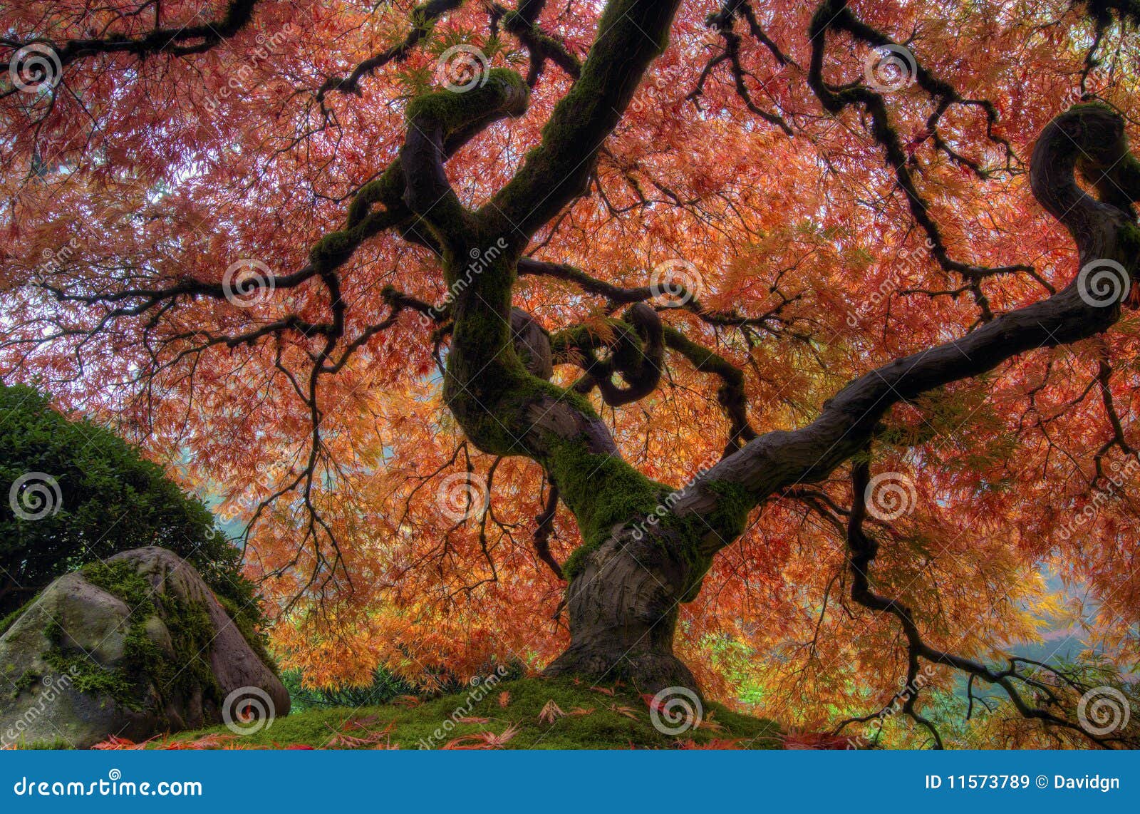 De Japanse Boom Van De Esdoorn Stock Afbeelding - Image of waslaars ...