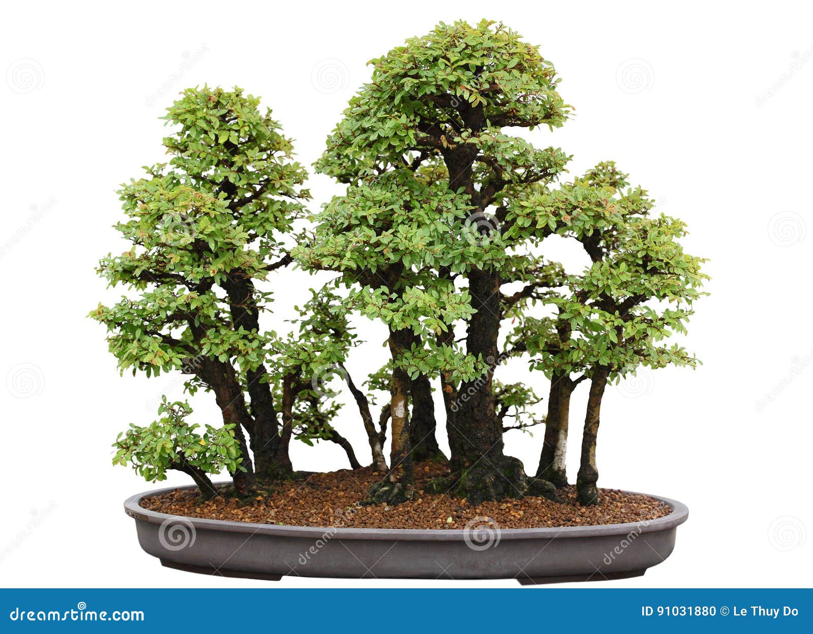 De Japanse Boom Van De Iepbonsai Stock Foto - Image of groen, decoratie ...