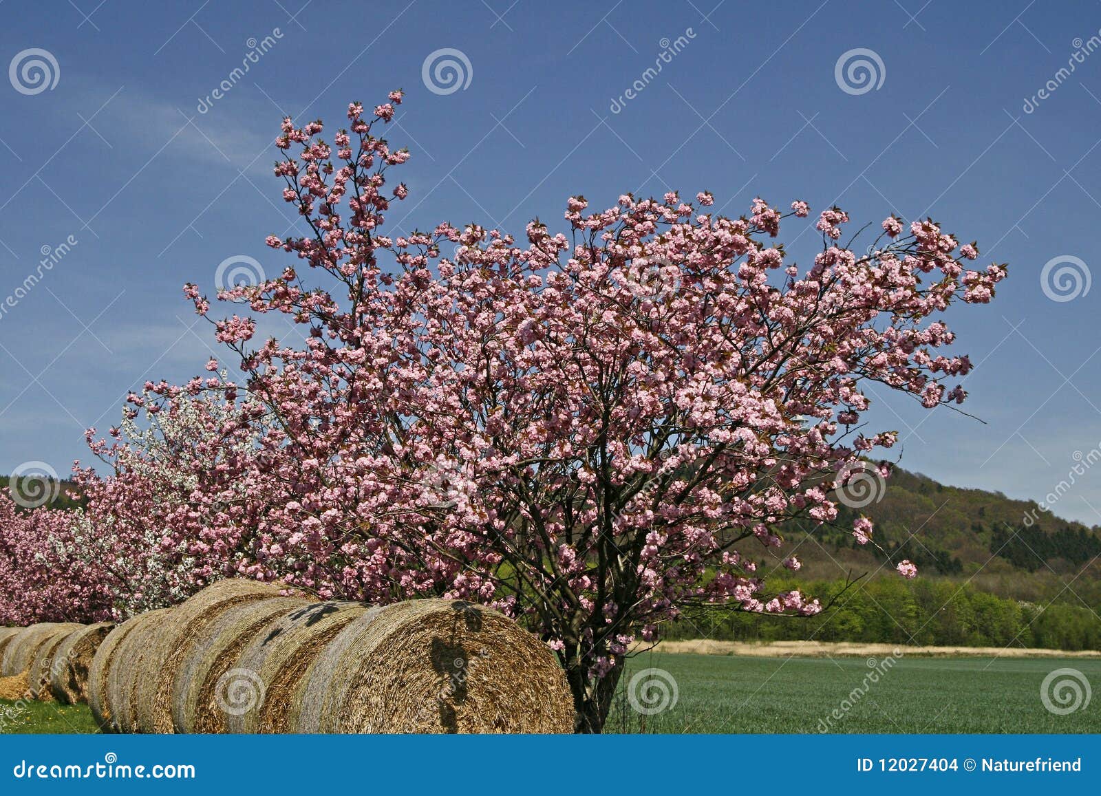 De Japanse Boom Van De Kers in De Lente, Baal Van Stro Stock Foto ...