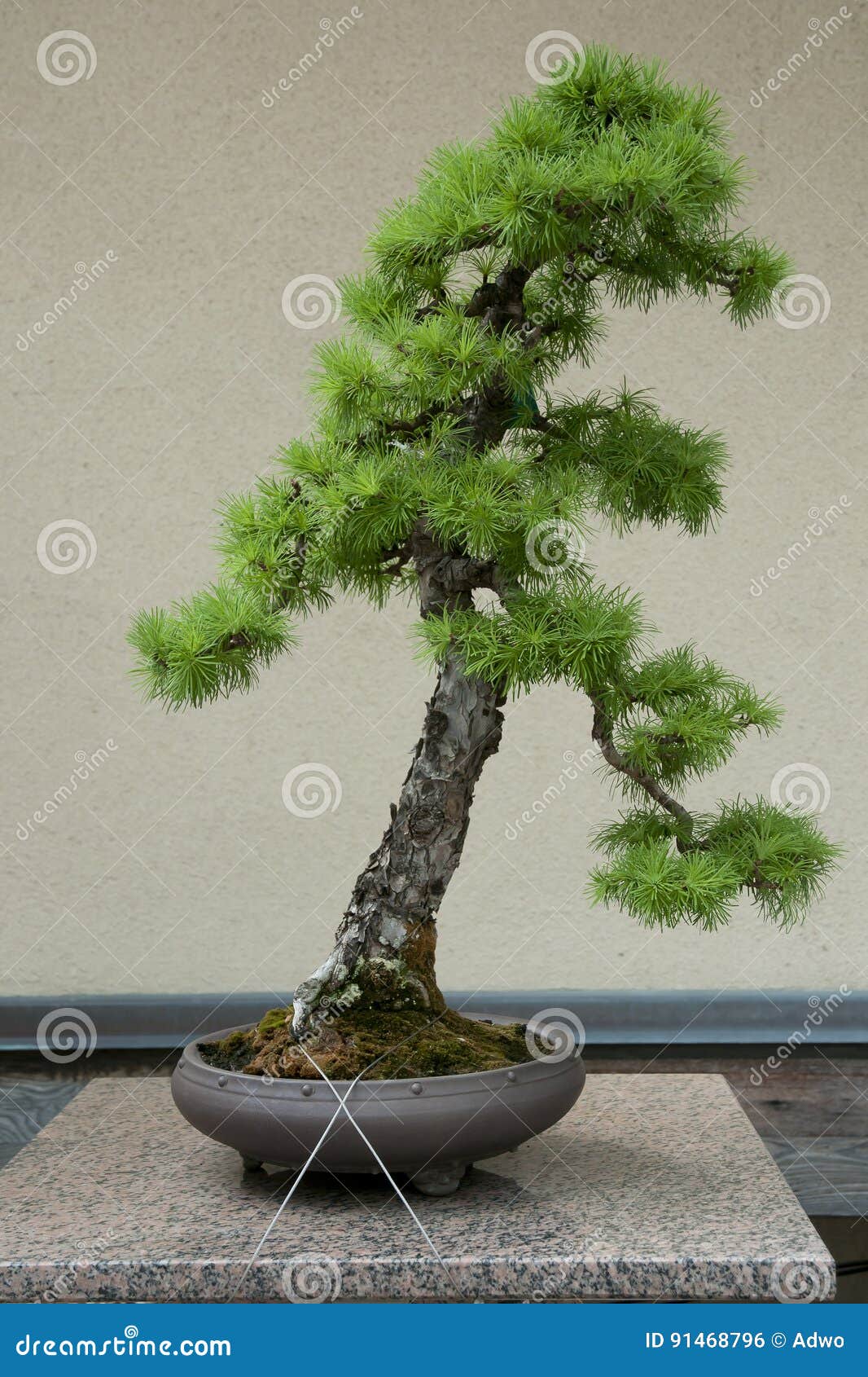 De Japanse Boom Van De Lariksbonsai Stock Foto - Image of lariks ...