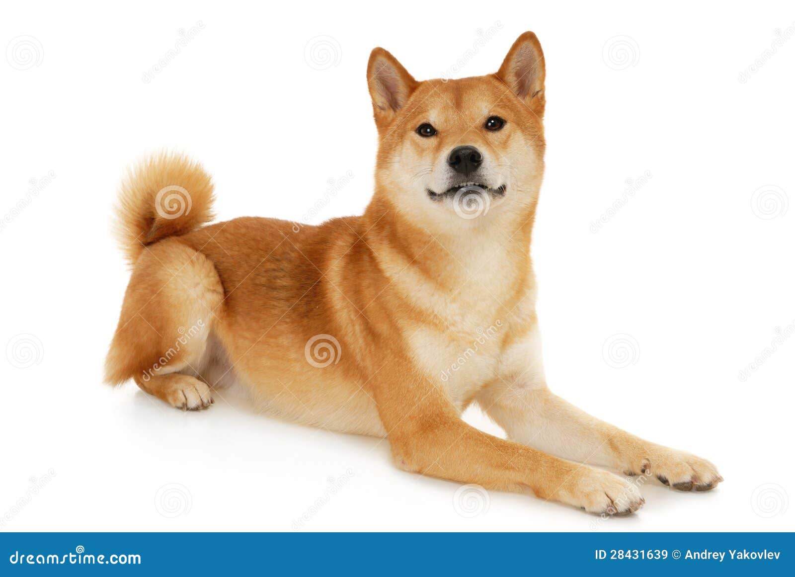 De Japanse Hond Van Shiba Inu Stock Afbeelding - Image of binnen ...