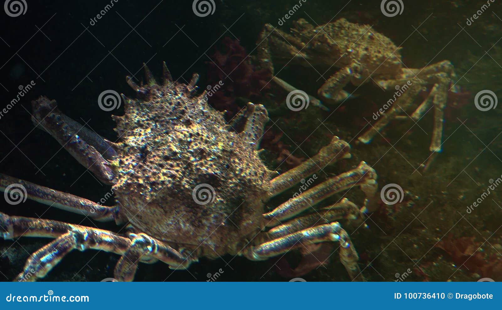 De Japanse Spinkrab is De Grootste Het Leven Krabspecies Stock Footage ...