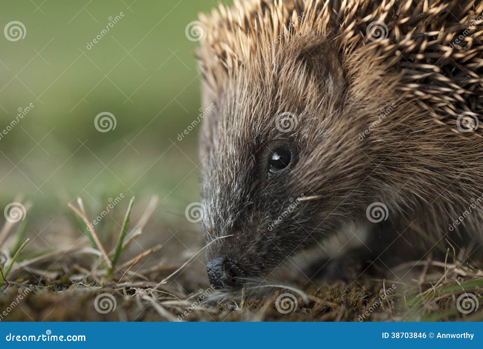 De jonge egel op gaat stock foto. Image of baby, snuffelen - 38703846
