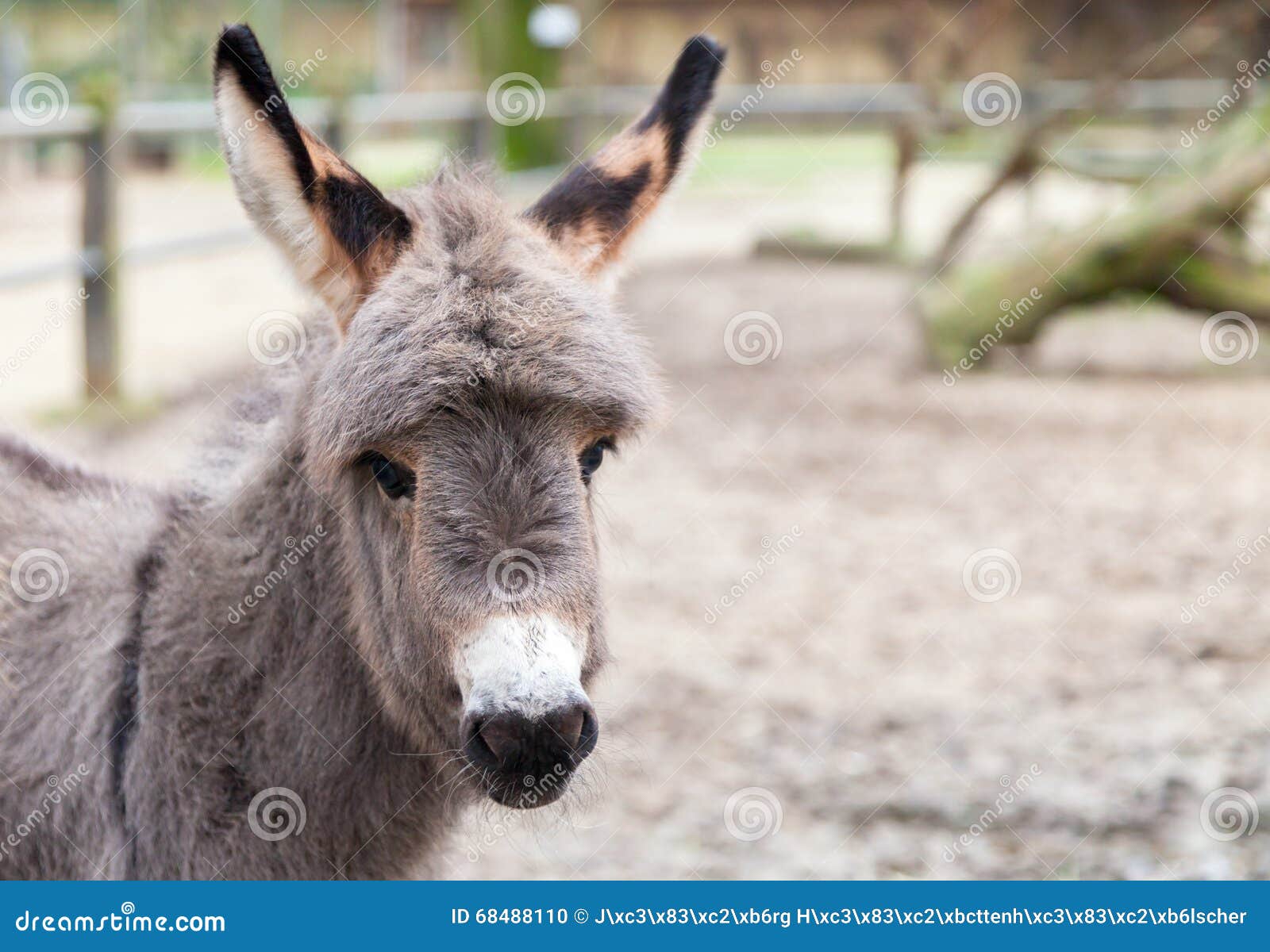 De jonge ezel ziet eruit stock foto. Image of geïsoleerd - 68488110