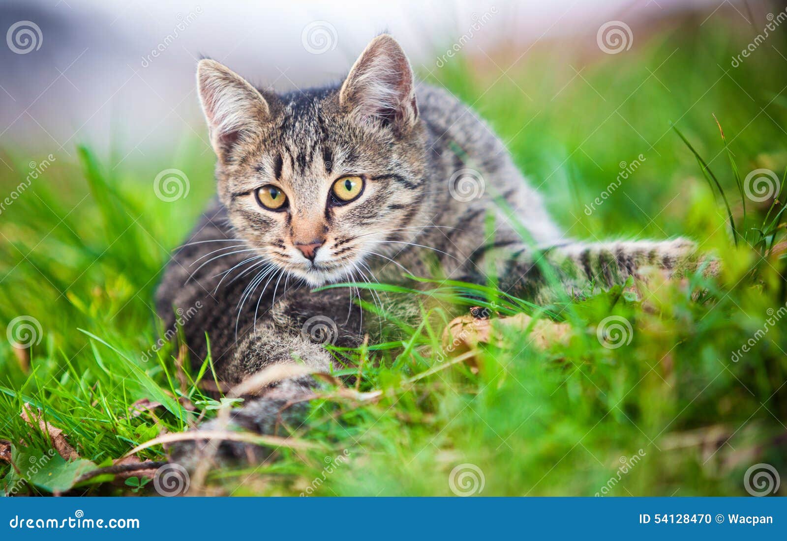 De jonge kat jacht op gras stock foto. Image of kruipen - 54128470