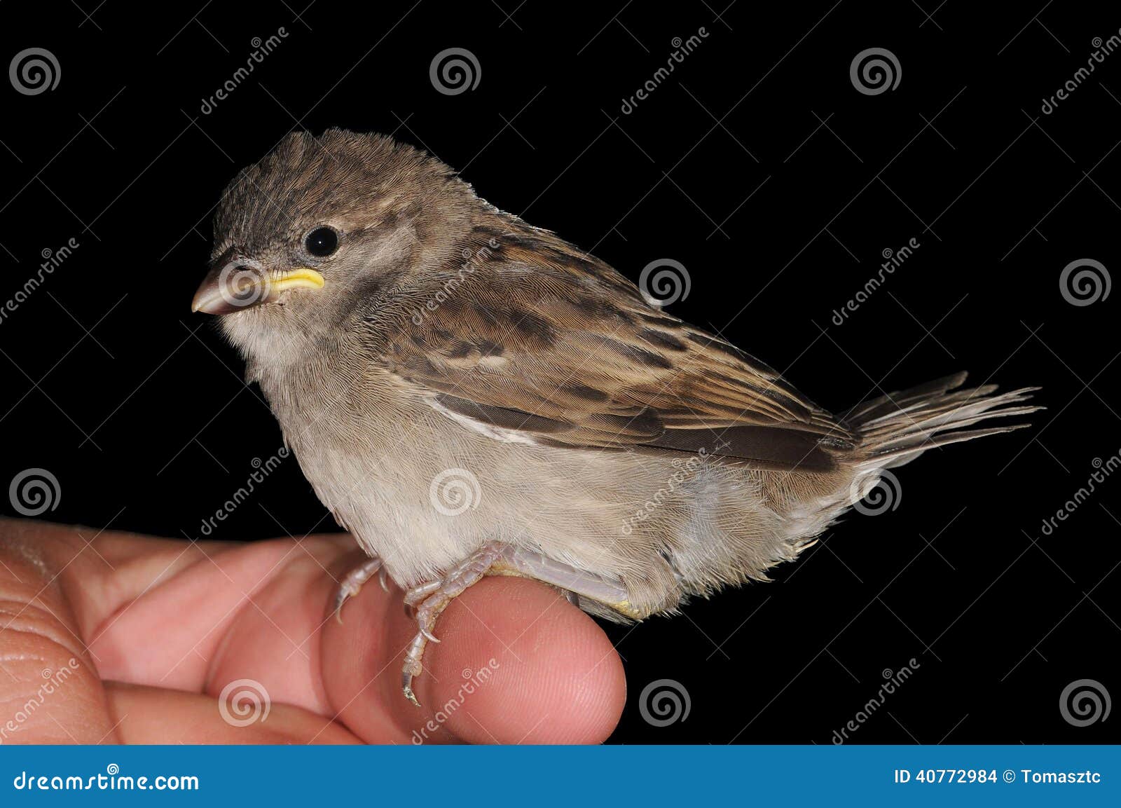 De Jonge Vogel Van De Huismus Stock Foto - Image of vogel, sluit: 40772984