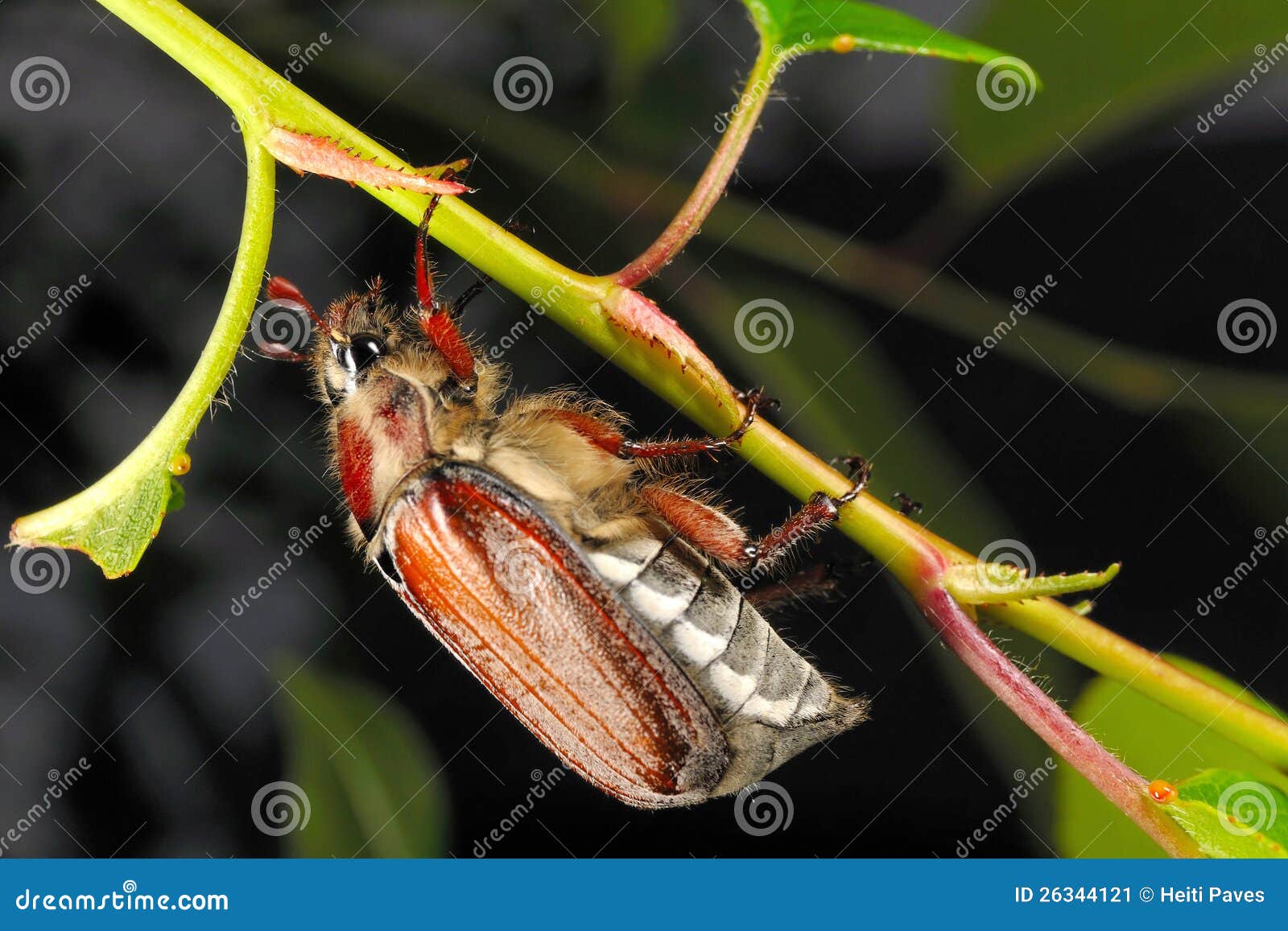 De Junikever Van De Kastanje Op Kers Stock Afbeelding - Image of reeks ...