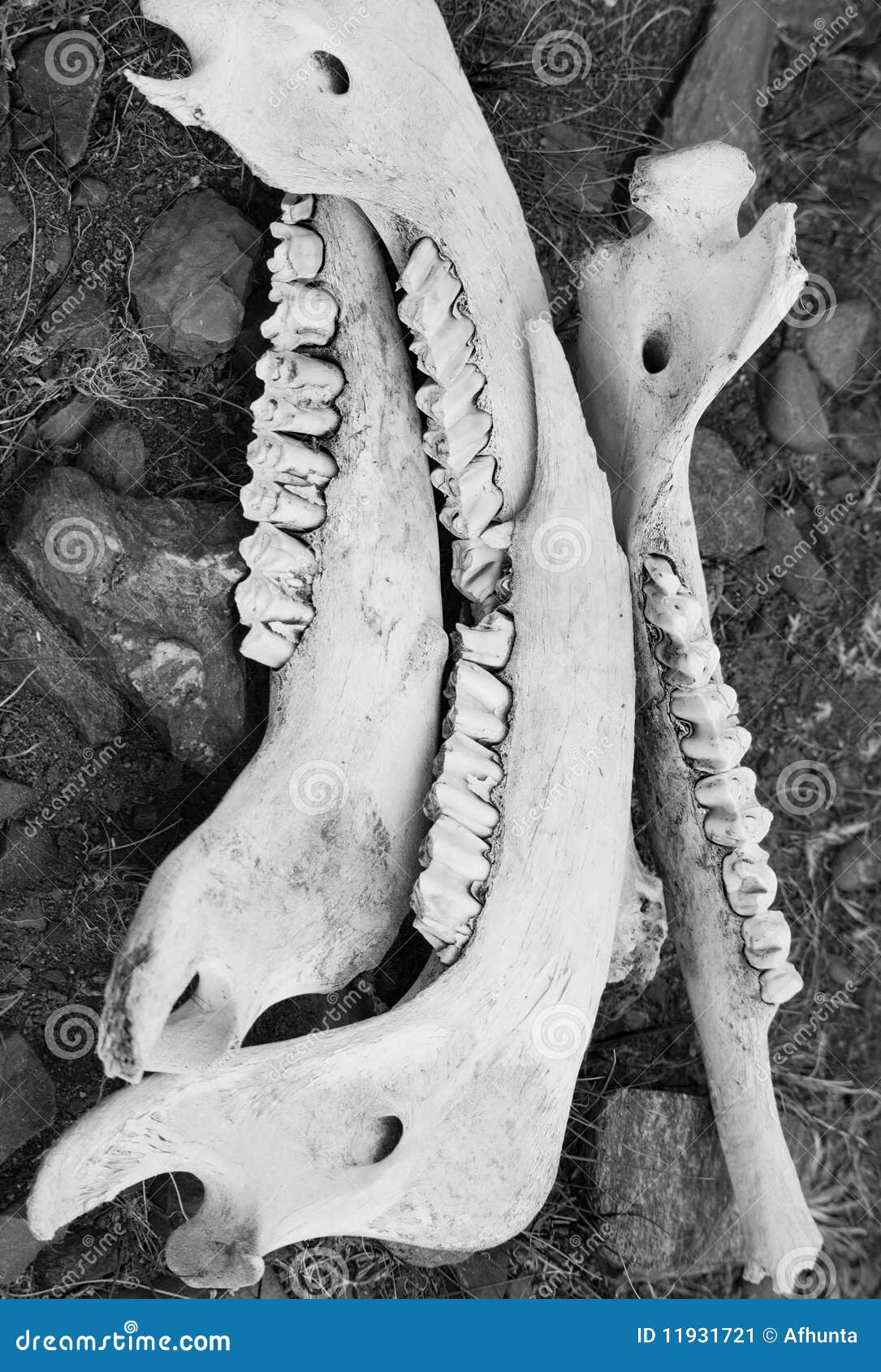 De kaken van de koe stock afbeelding. Image of skelet - 11931721