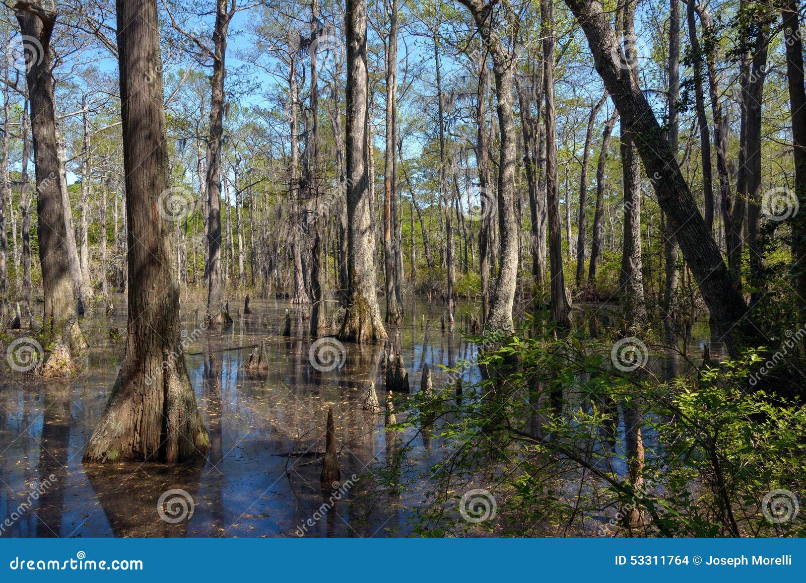 De Kale Bomen Van De Cipres Stock Foto - Image of cyprus, moeras: 53311764