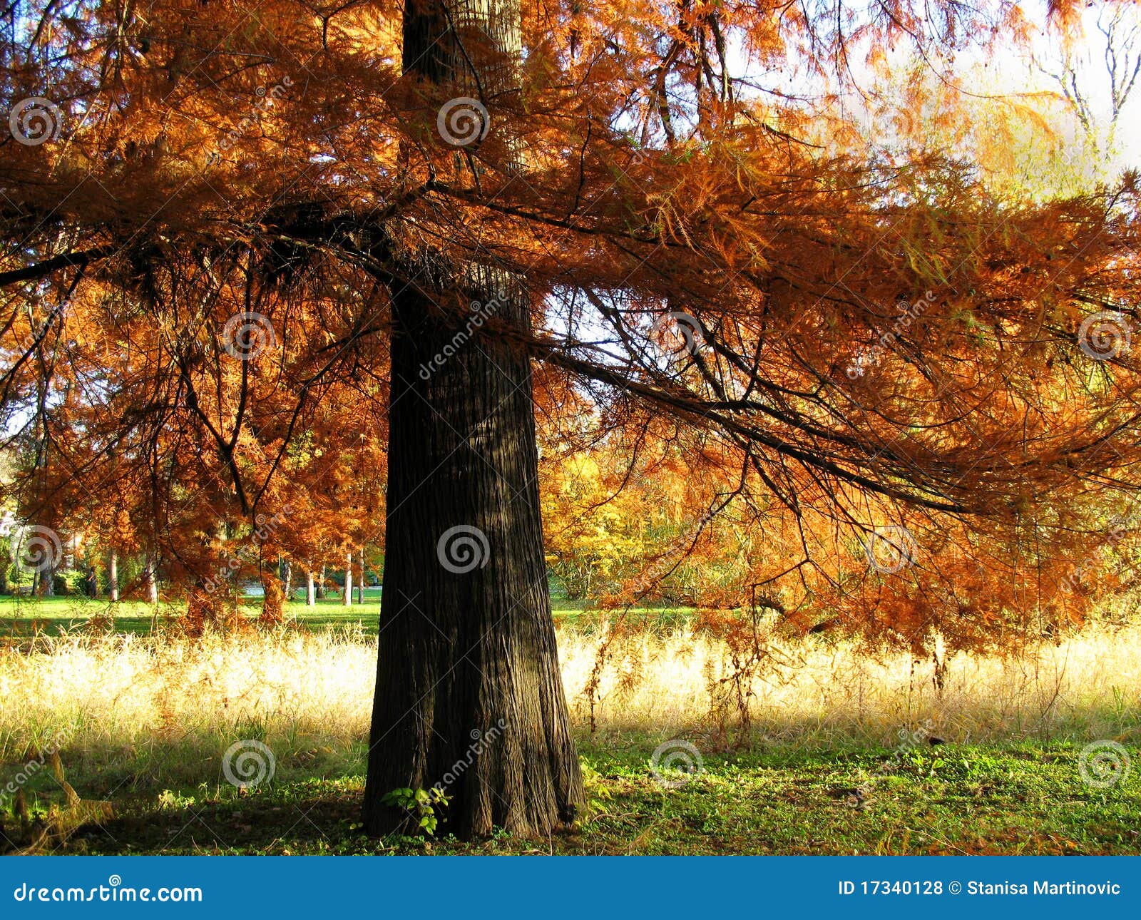 De kale Boom van de Cipres stock foto. Image of beeld - 17340128