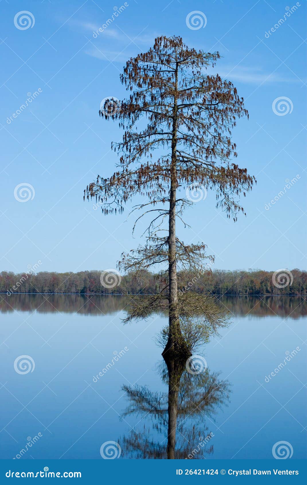 De kale Boom van de Cipres stock foto. Image of somber - 26421424