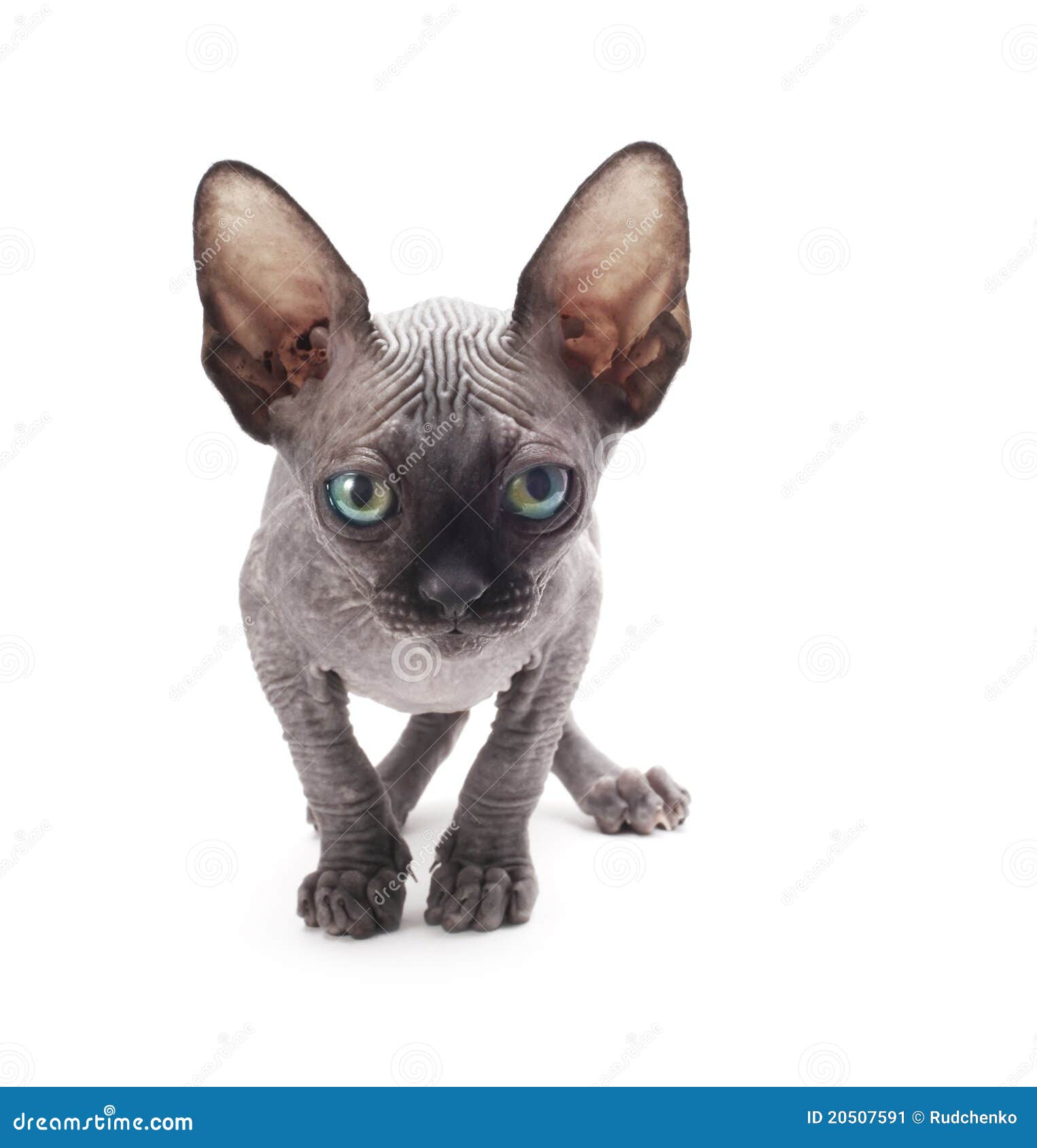 De kale kat van de sfinx stock afbeelding. Image of katachtig - 20507591