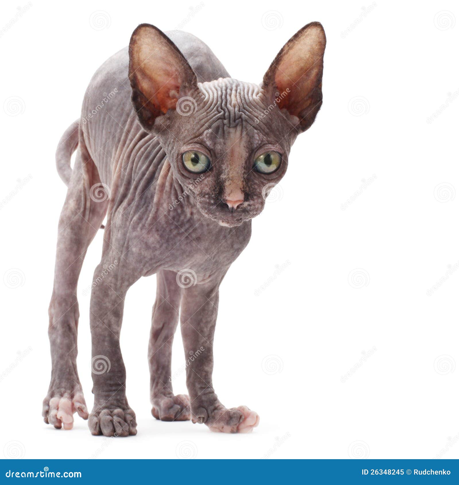 De kale kat van de sfinx stock afbeelding. Image of grappig - 26348245