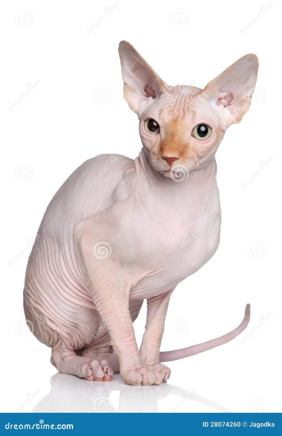 De Kale Kat Van Sphynx Op Een Witte Achtergrond Stock Foto - Image of ...
