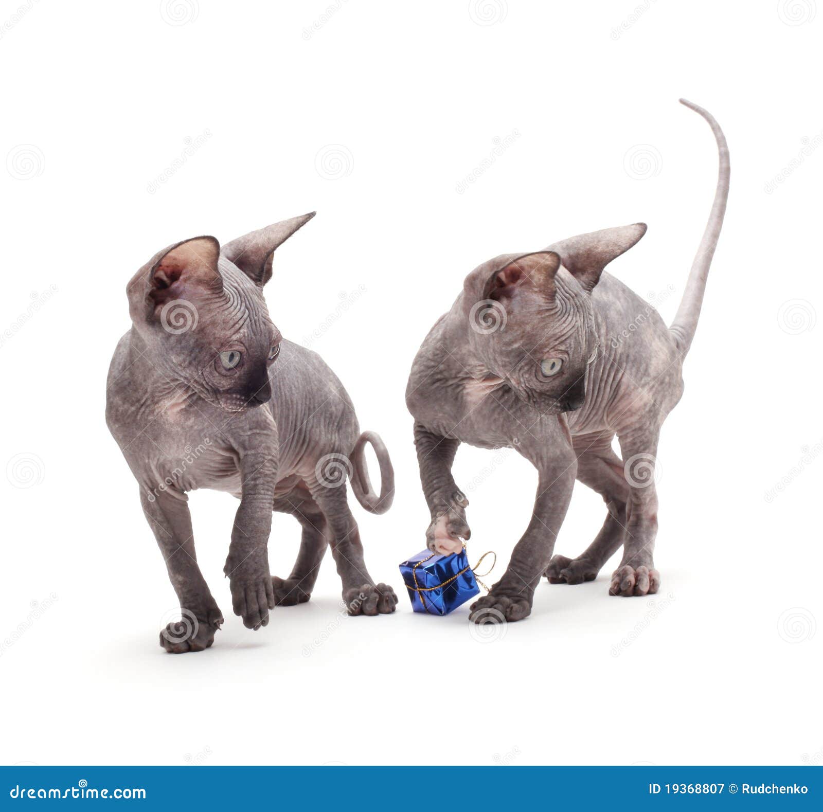 De Kale Katten Van De Sfinx Stock Afbeelding - Image of grappig ...