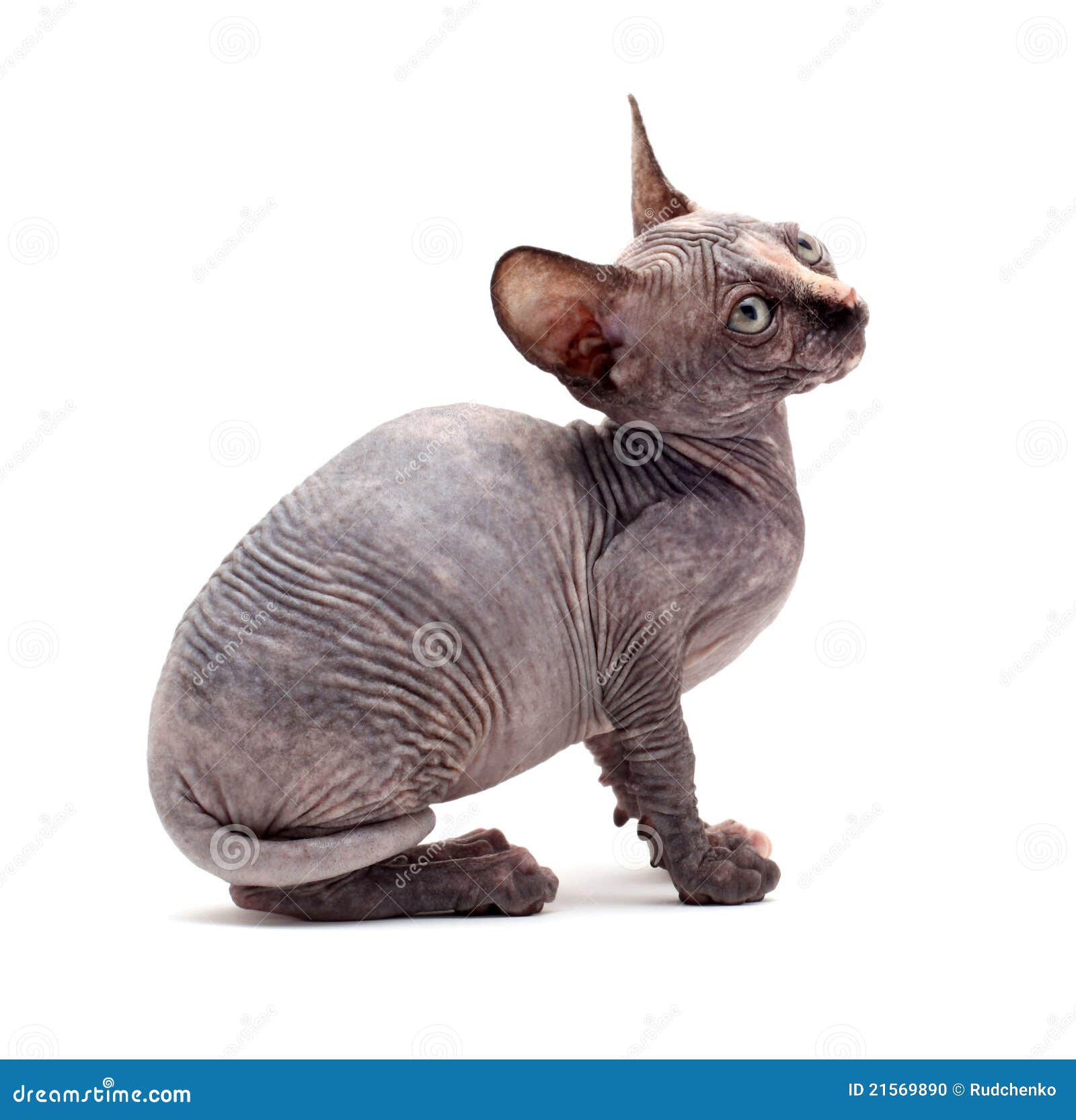 De Kale Katten Van De Sfinx Stock Foto - Image of droefheid ...