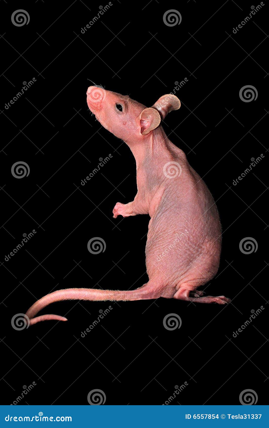 De kale rat stock foto. Image of muis, kijk, leer, poten - 6557854